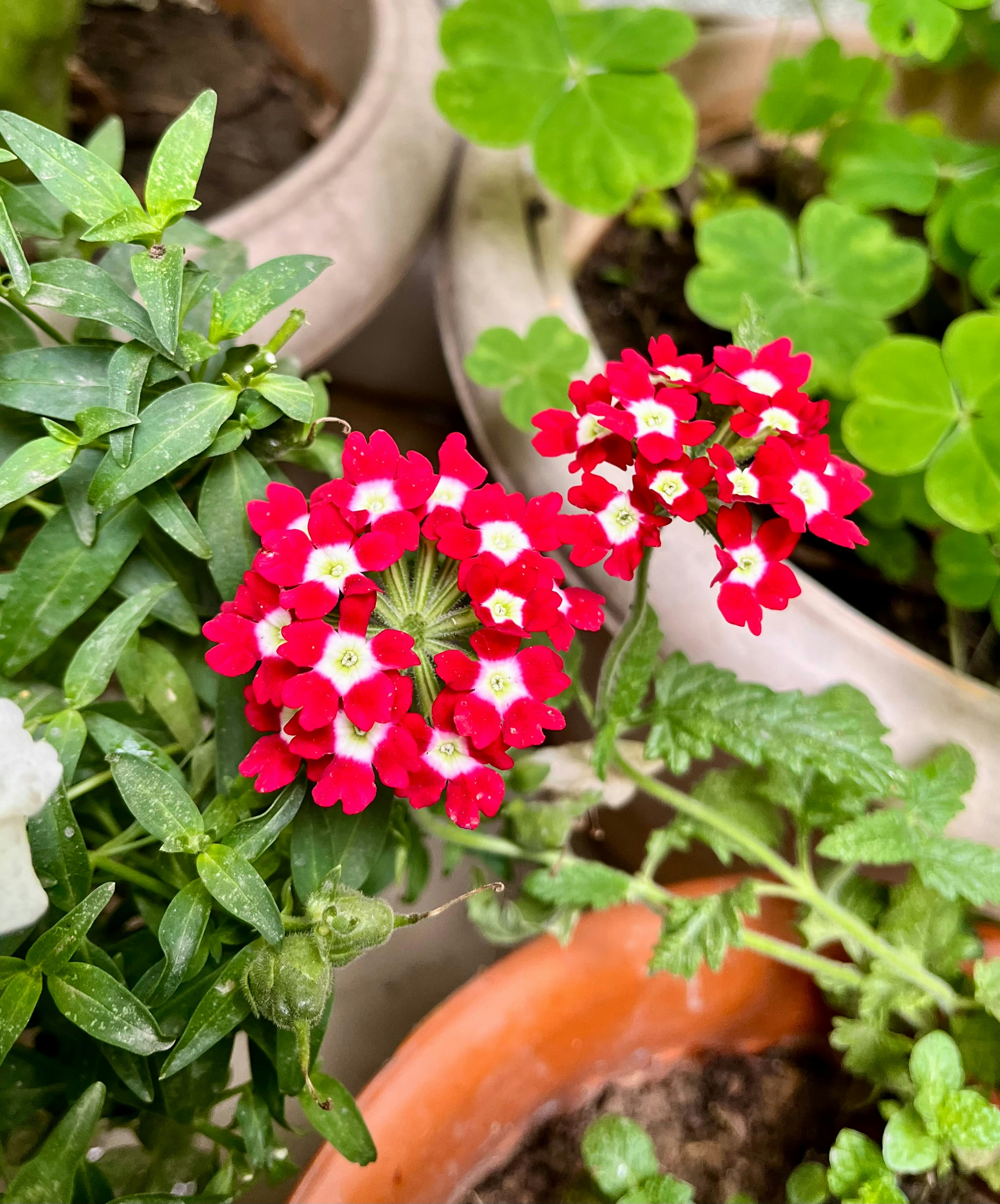 Red Starburst in a Pot Garden