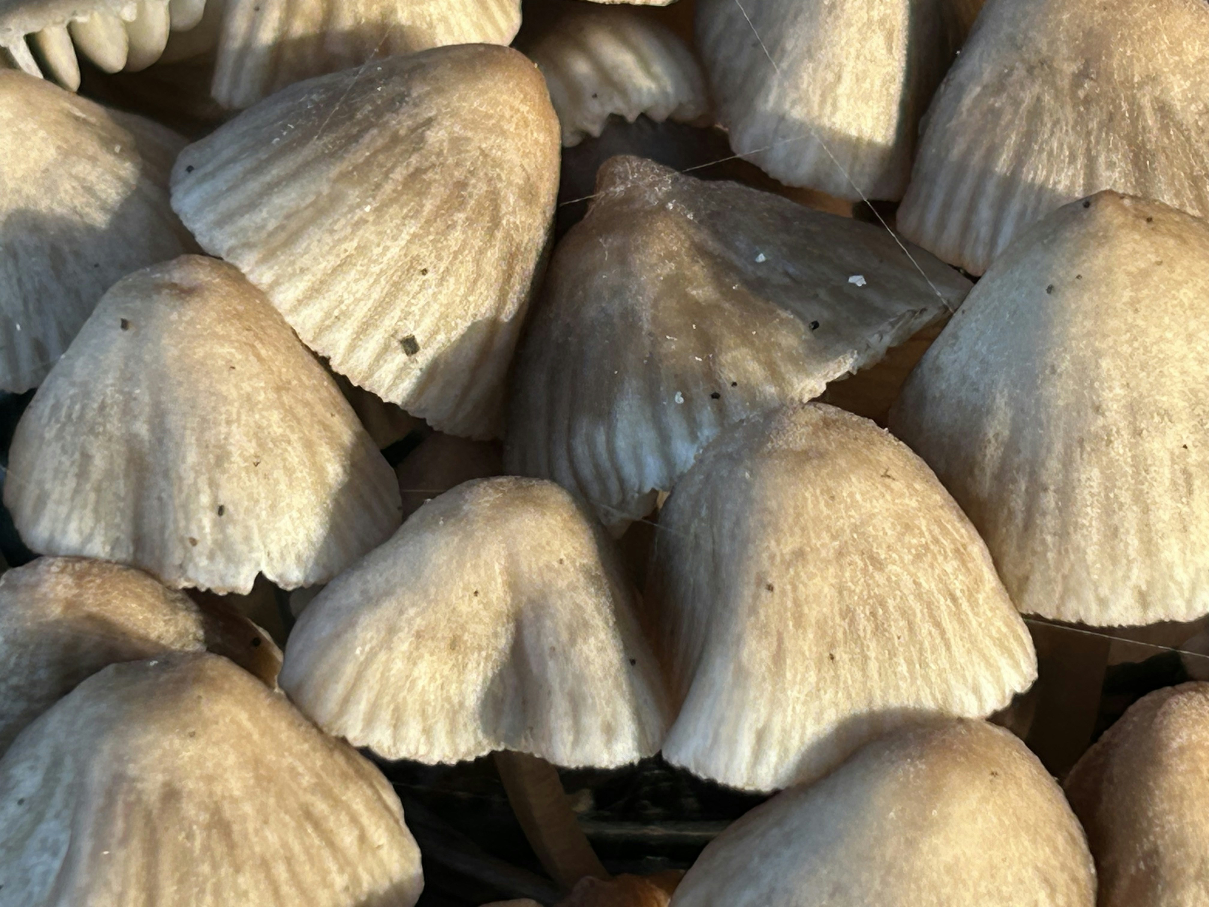 Field of Pale Cones: a close-up of clustered mushrooms