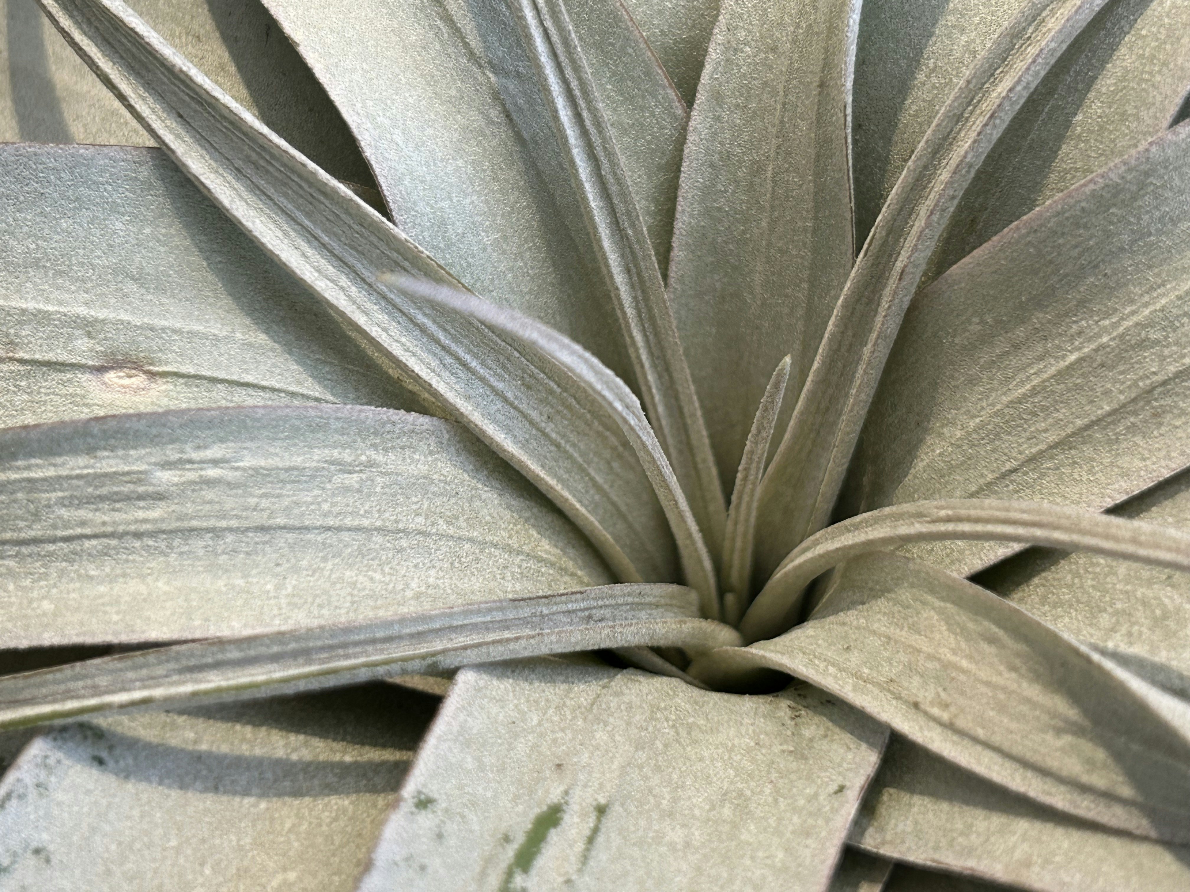 Rosette of Frosted Leaves: a close-up of succulent foliage
