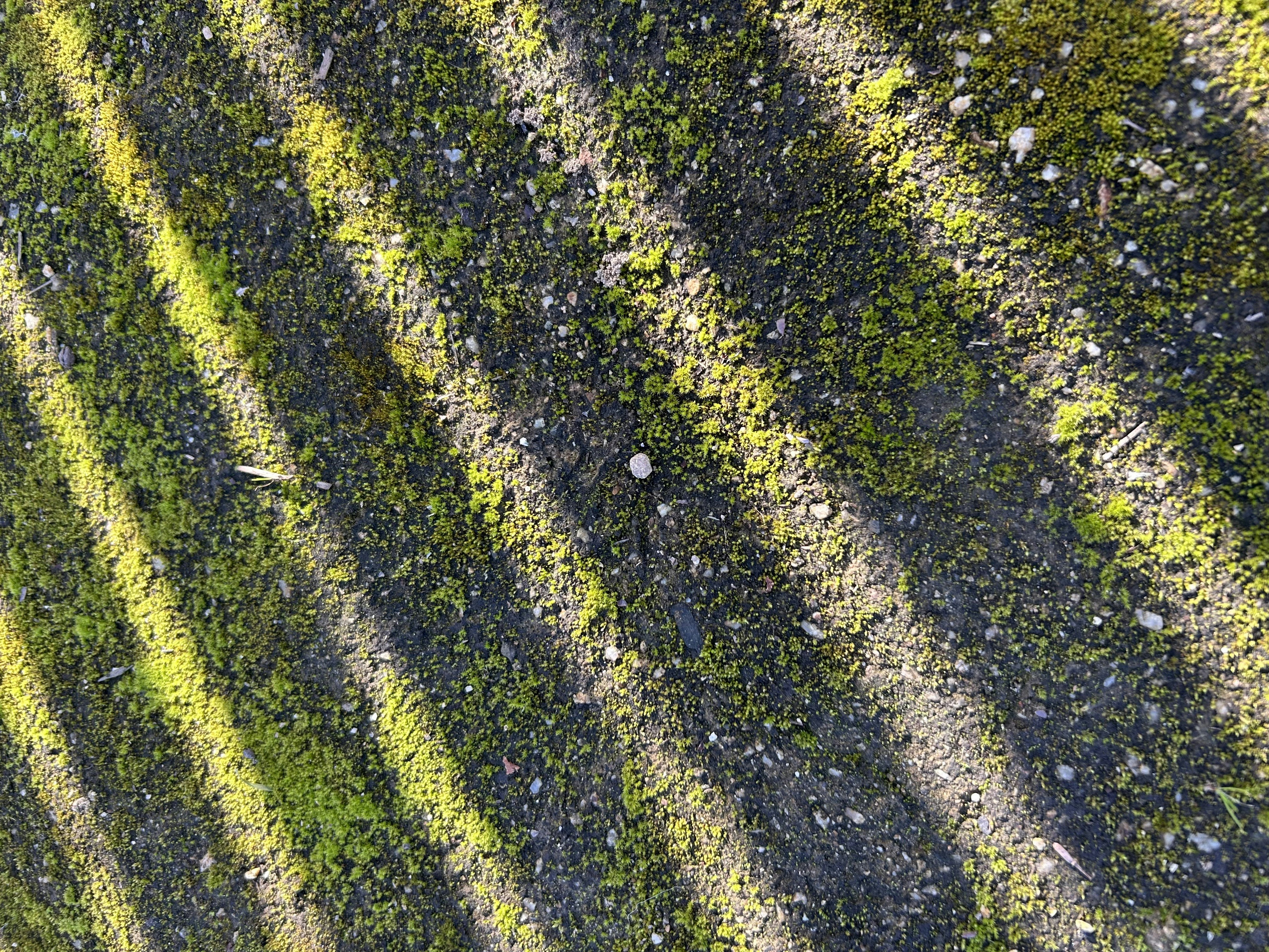 Mossline Shadows: A Textured Field of Green and Gray