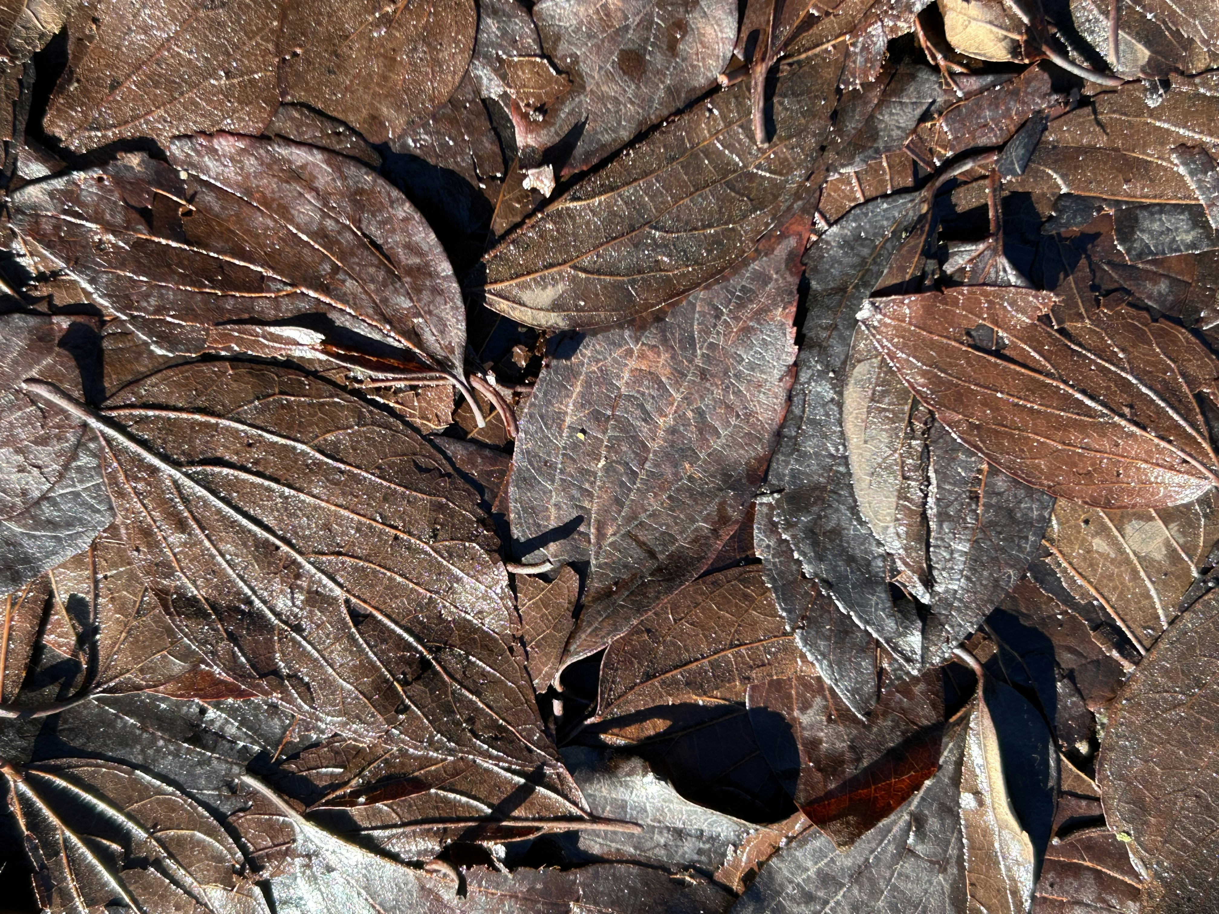 Frost-Kissed Autumn Leaves in Quiet Light