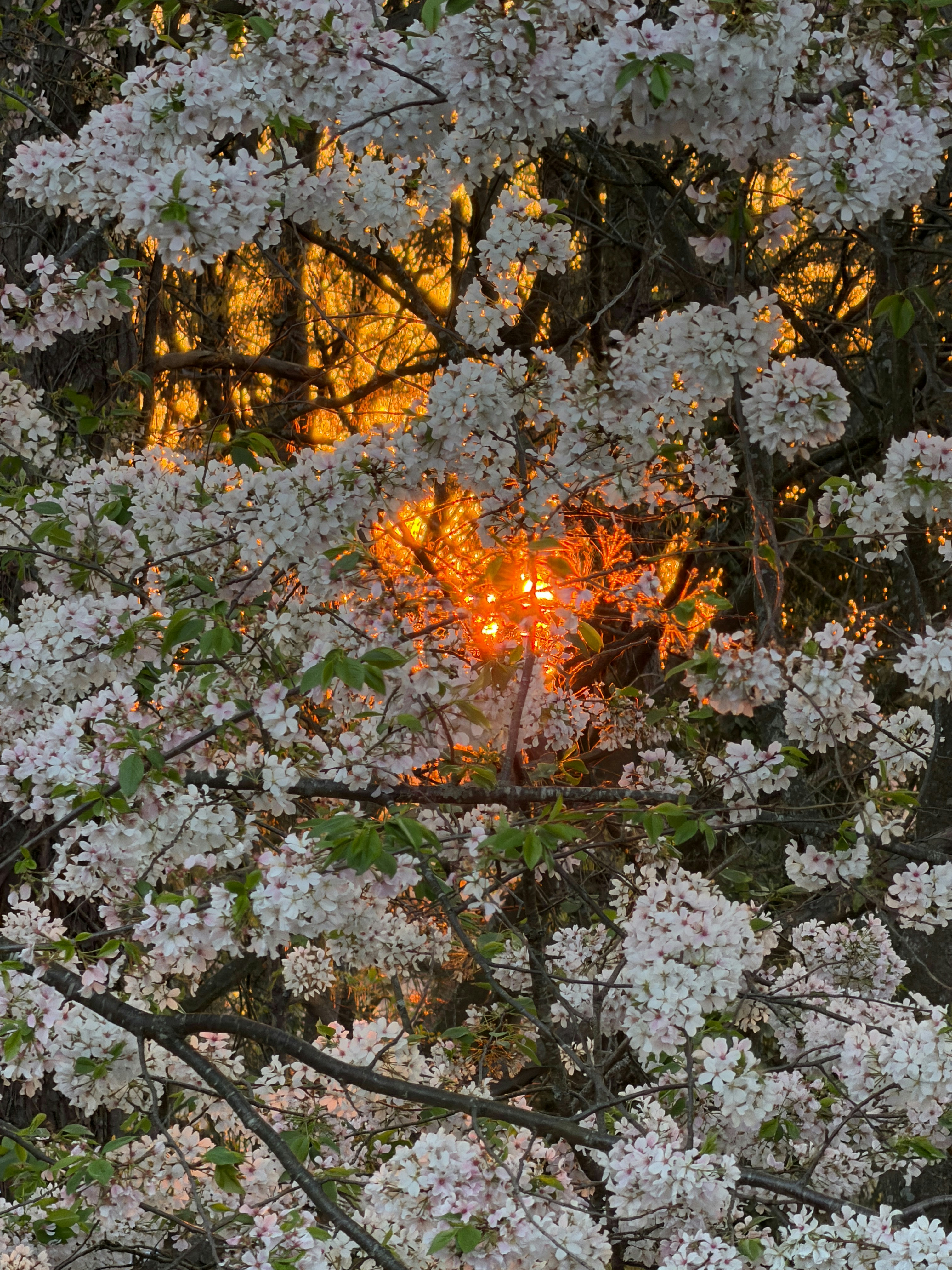 Sunlit Core Through Cherry Blossoms at Dusk
