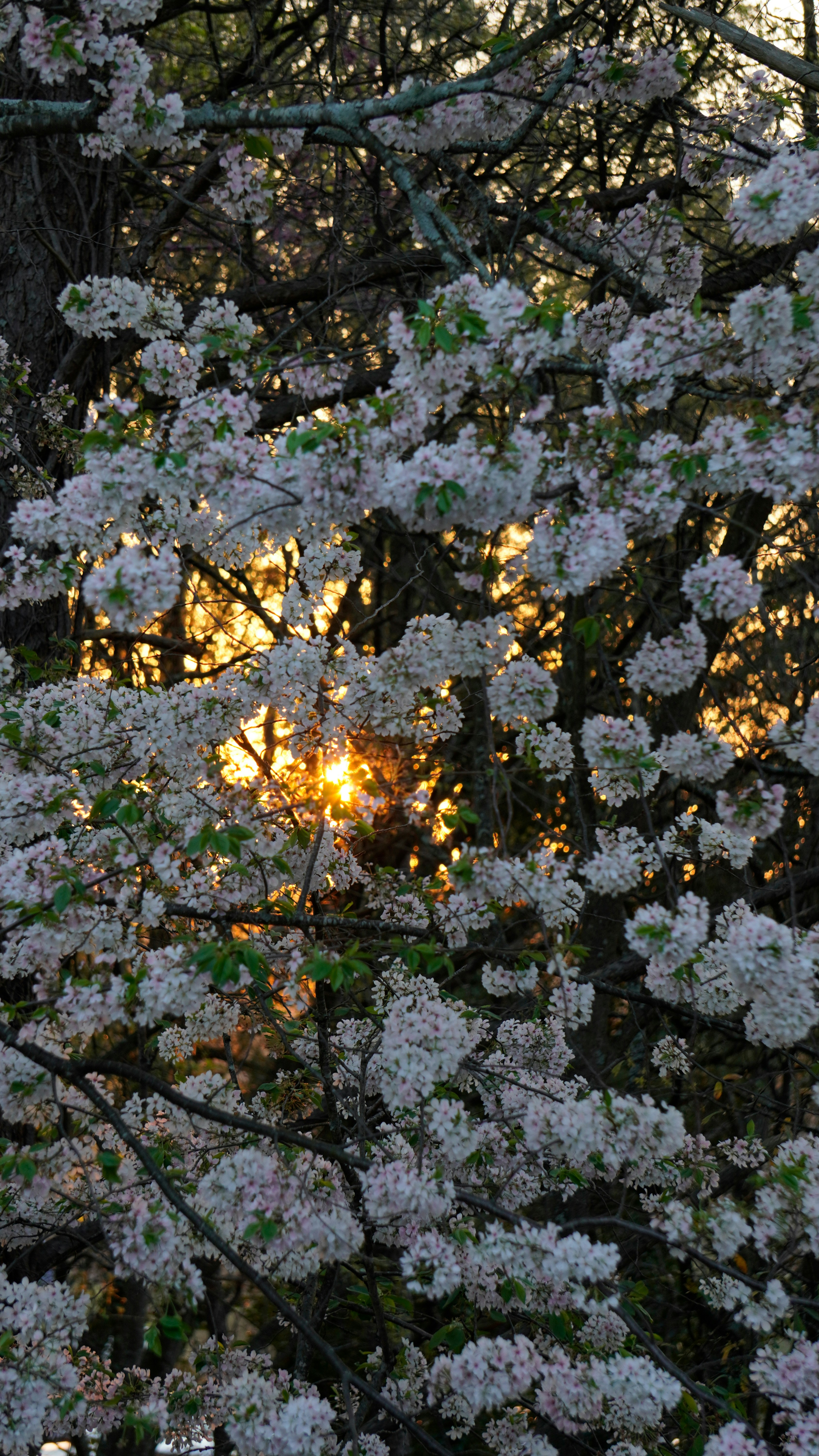 Sunlit blossoms through a lattice of branches at golden hour