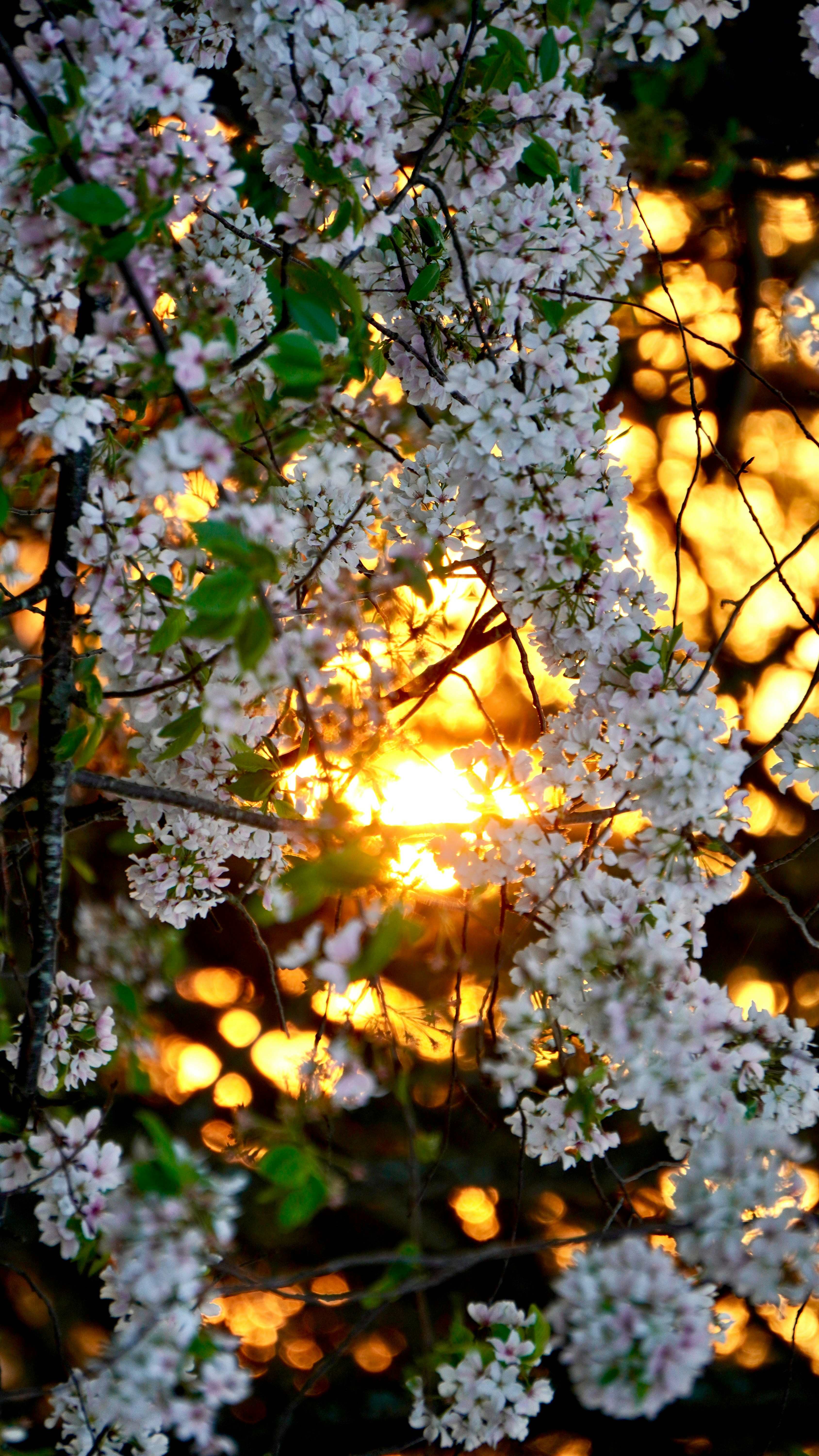 Sunlit Cherry Blossoms Framing a Golden Evening