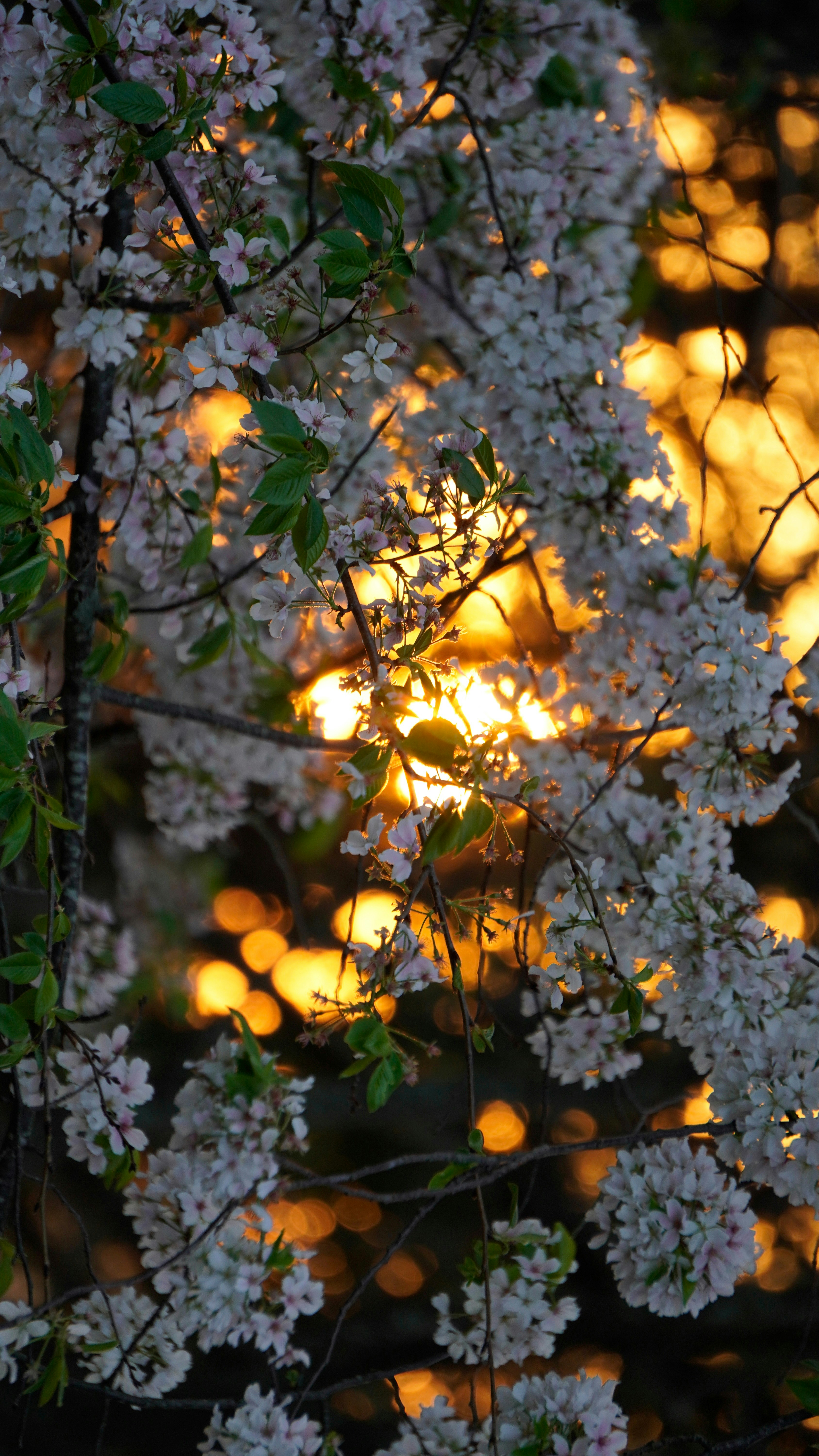 Sunset Glow Through Blossoms: A Cascade of Pink Flowers
