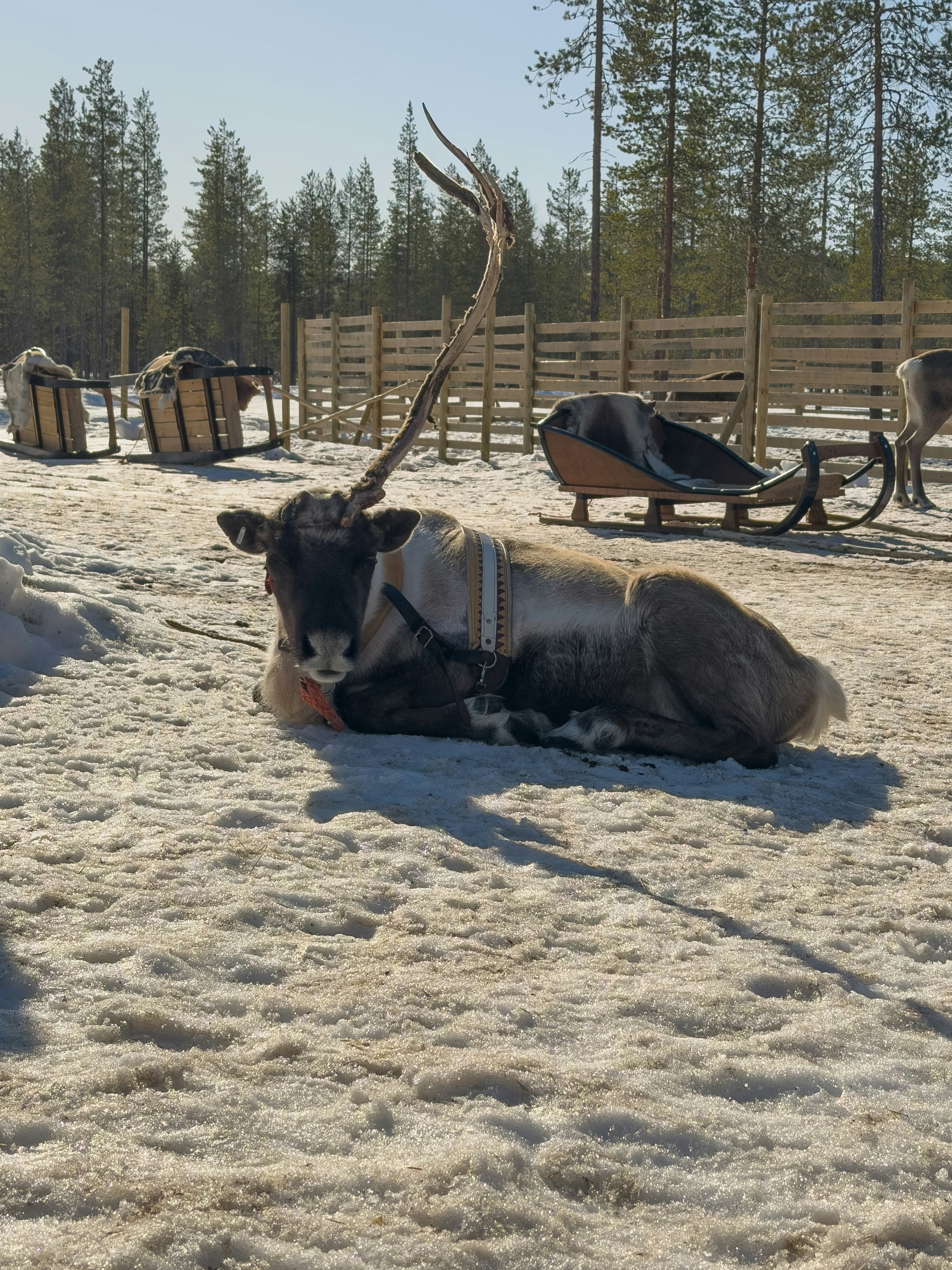 Resting Reindeer in Snowy Enclosure