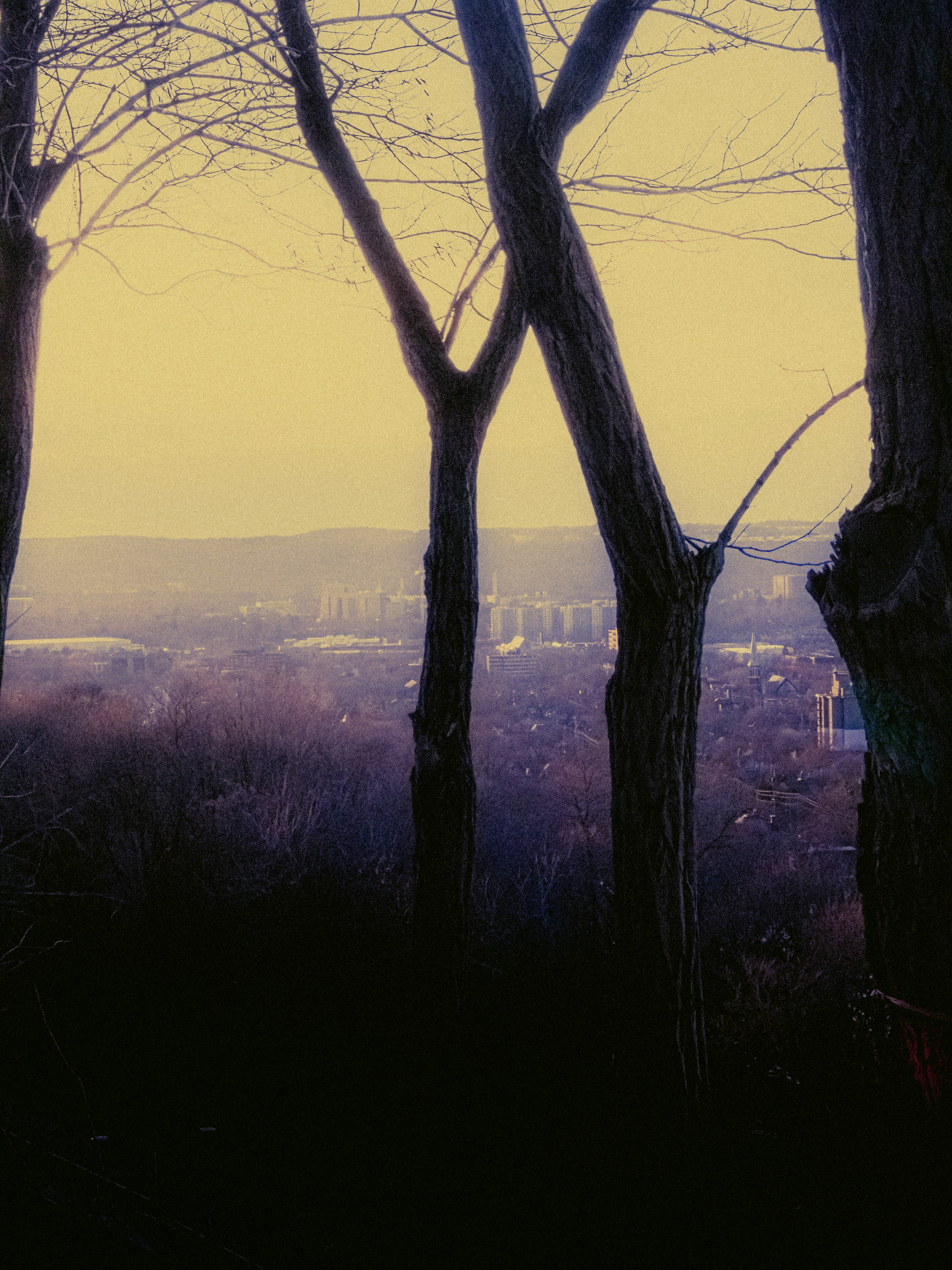 Twisted Trees Overlooking a Distant City at Sundown