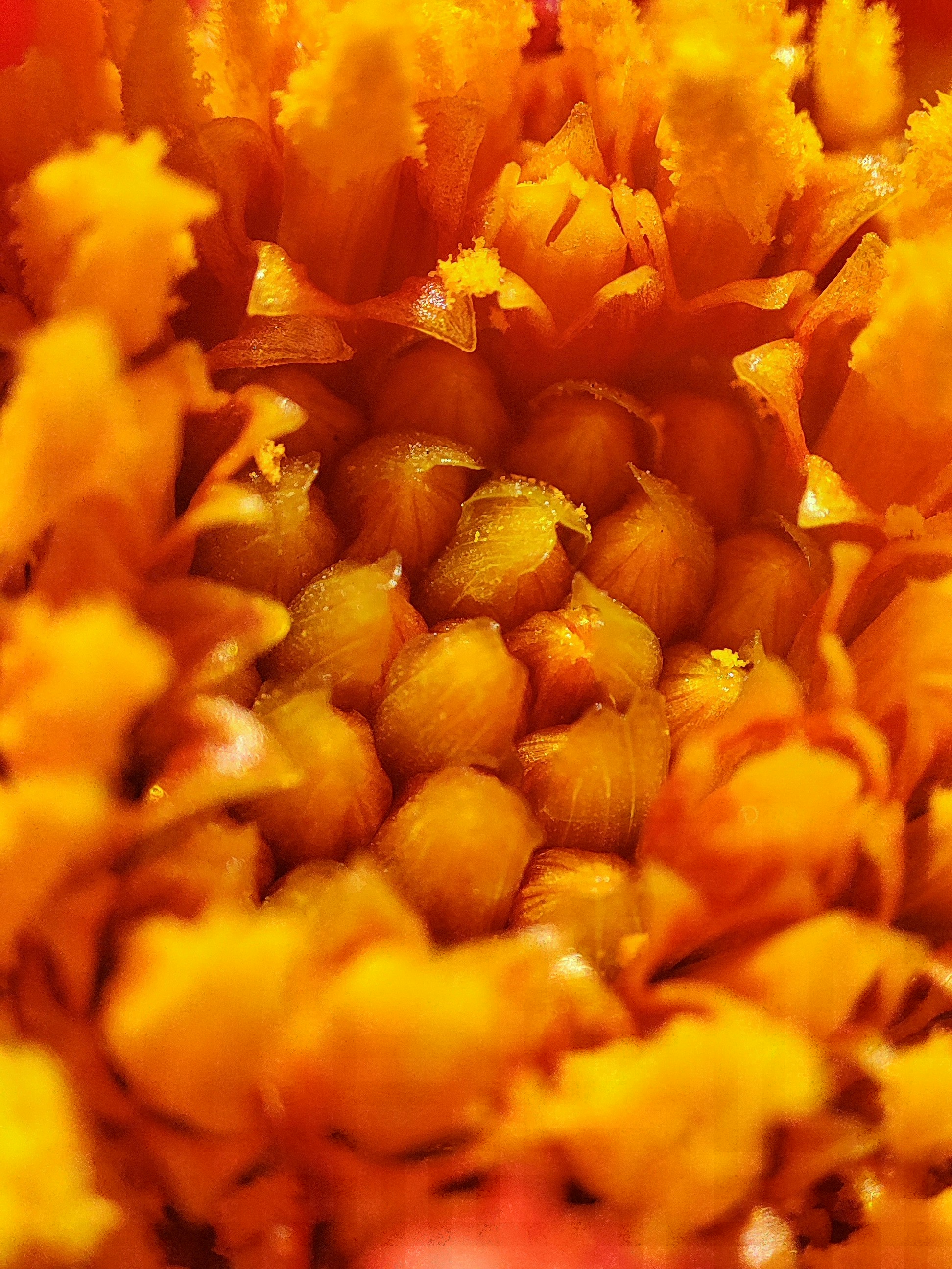 Golden Macro: Close-Up of Fragrant Marigold Pollen Centers