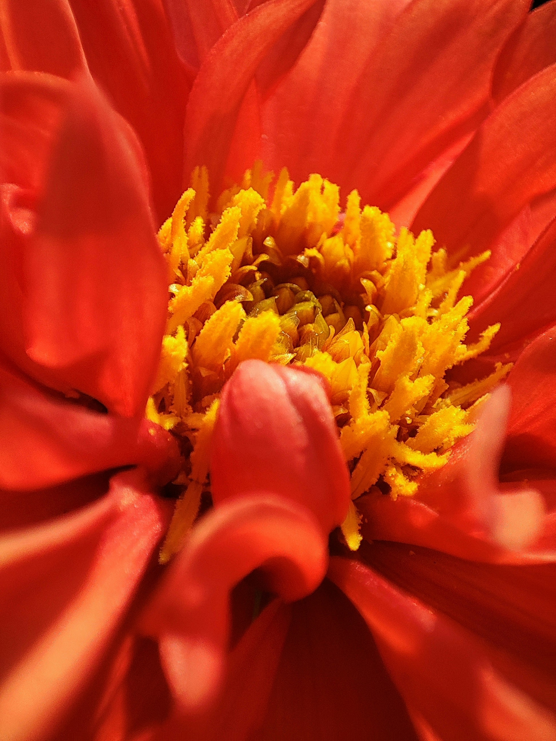 Burning Core: A Crimson Center of Golden Pollen