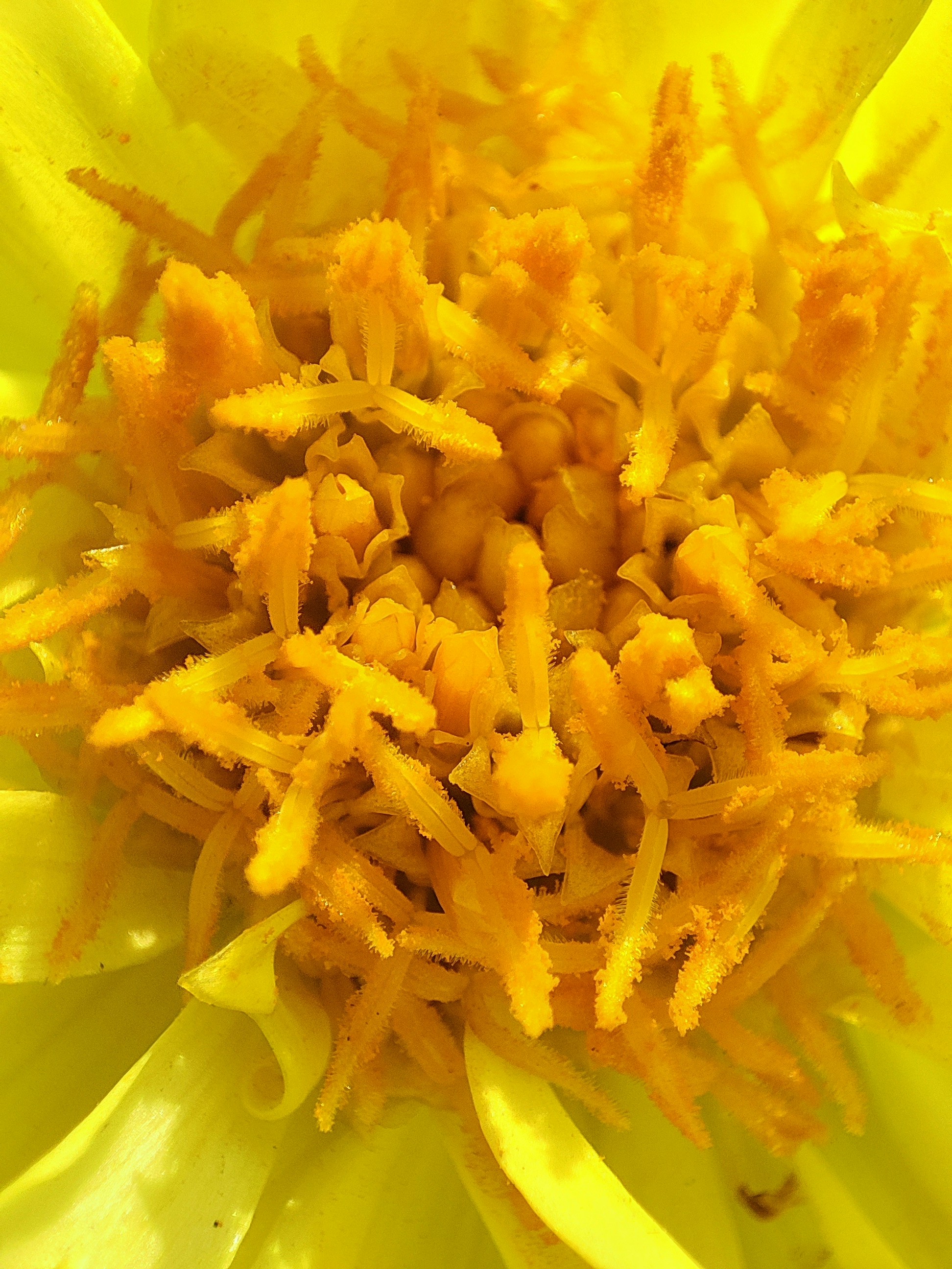 Bright yellow macro of a flower's central pollen cluster with delicate anthers and stamen details, emphasizing texture and color. (Logo/illustration-free close-up).