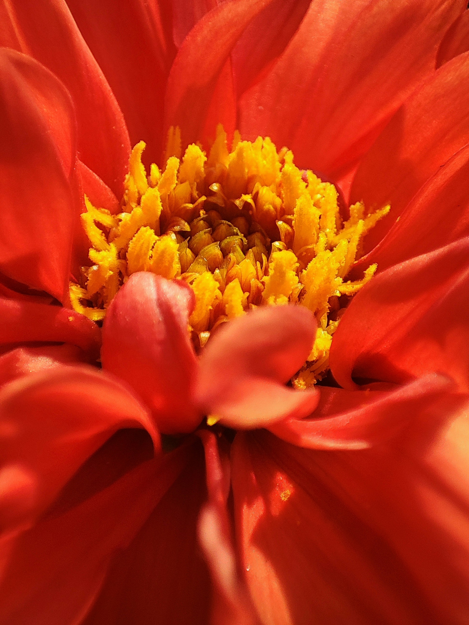 Crimson Bloom: Sunlit Stamen Centerpiece