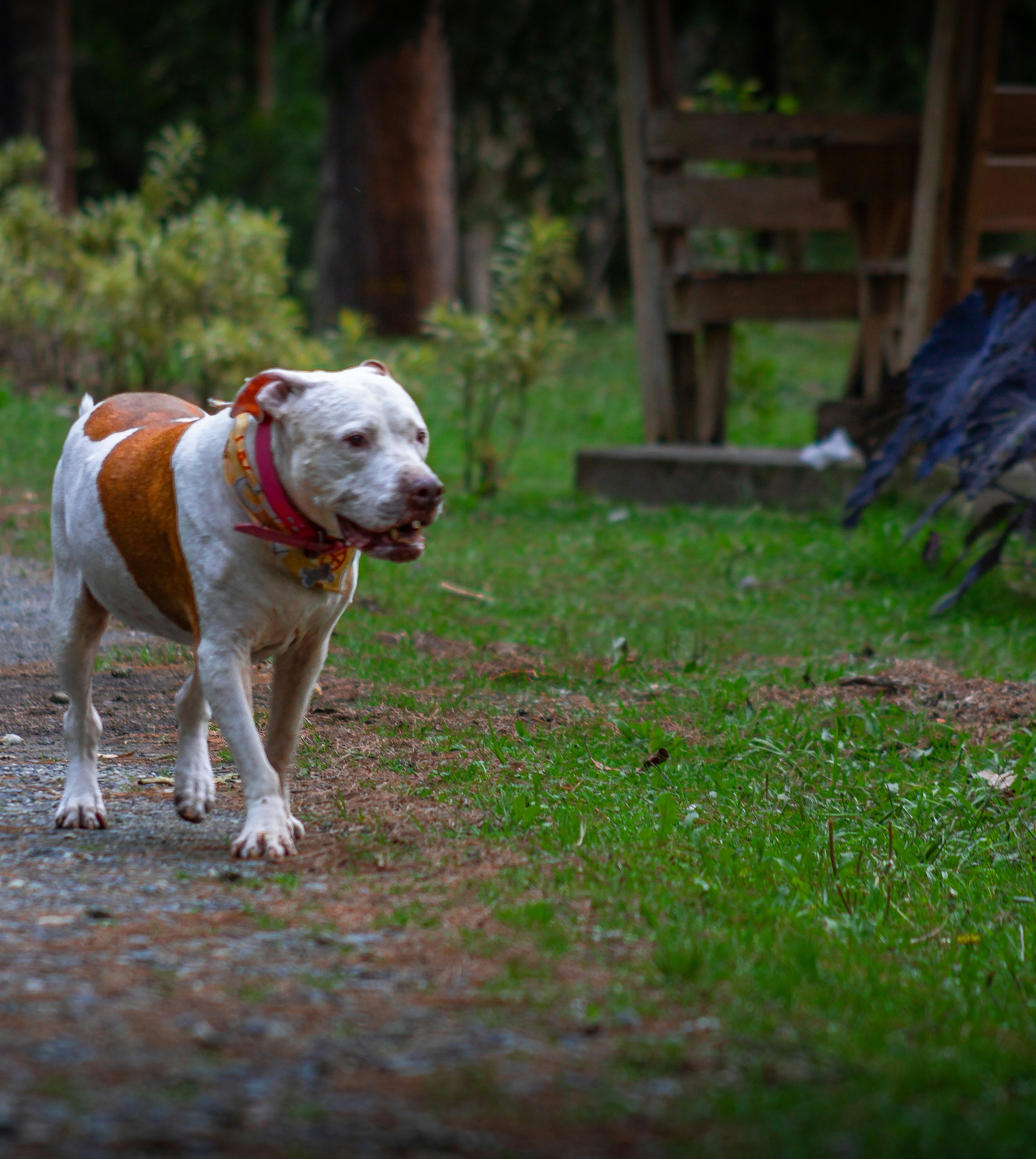 Energetic dog with a pink collar walks along a gravel path in a suburban garden, greenery and a wooden structure in the background.