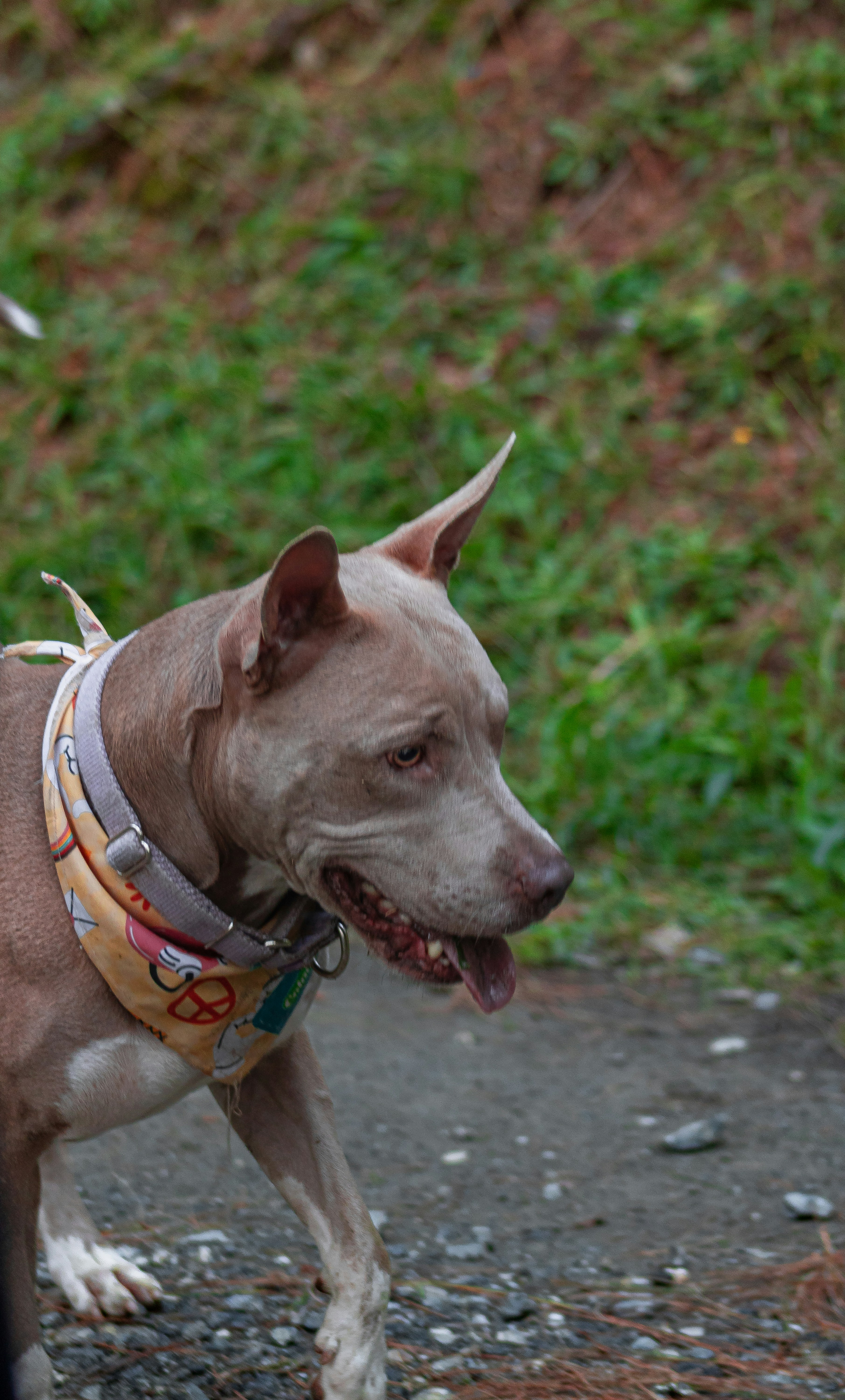 Pit bull in motion: a sunlit stroll with a colorful scarf