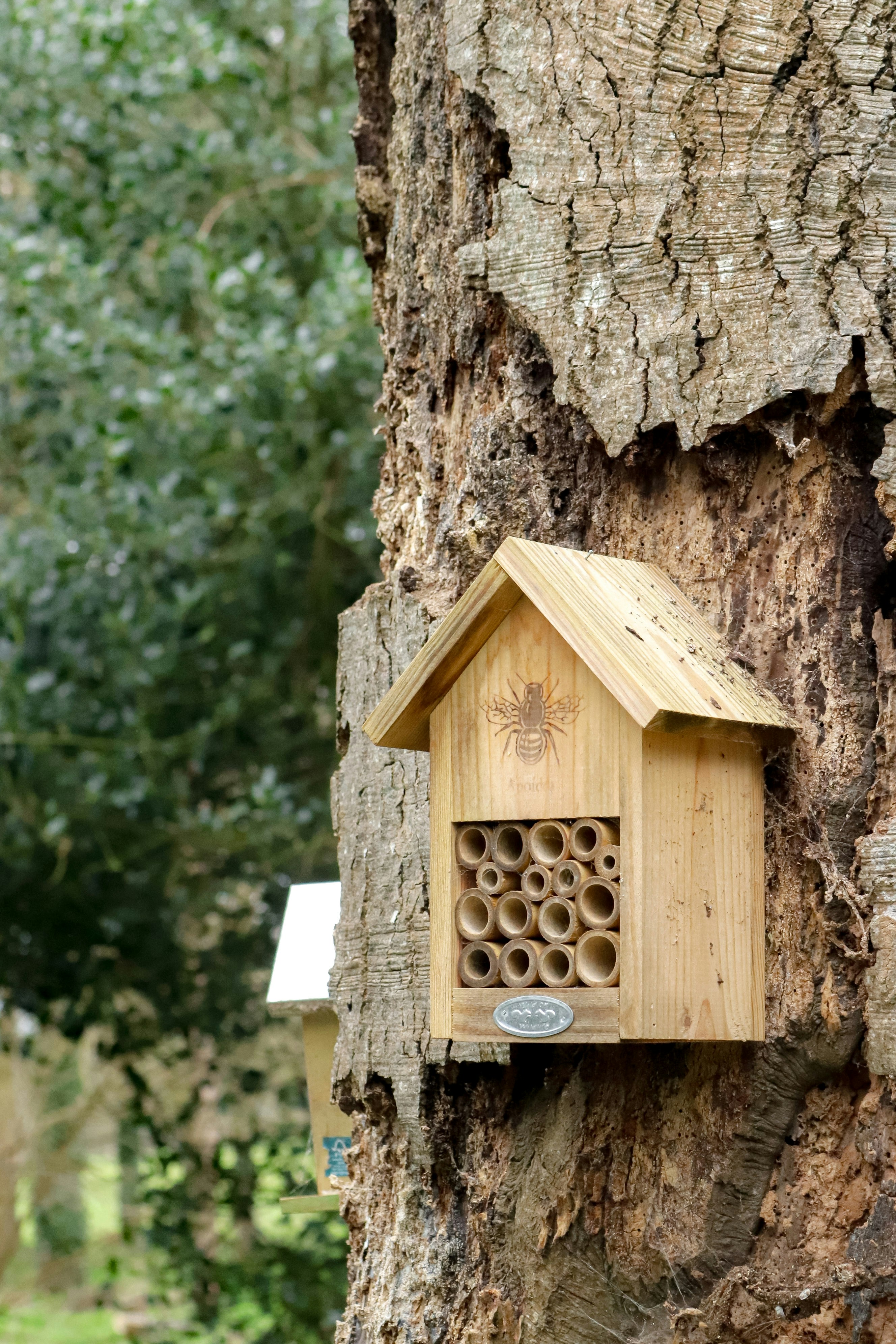 Bee House Adorning an Ancient Tree