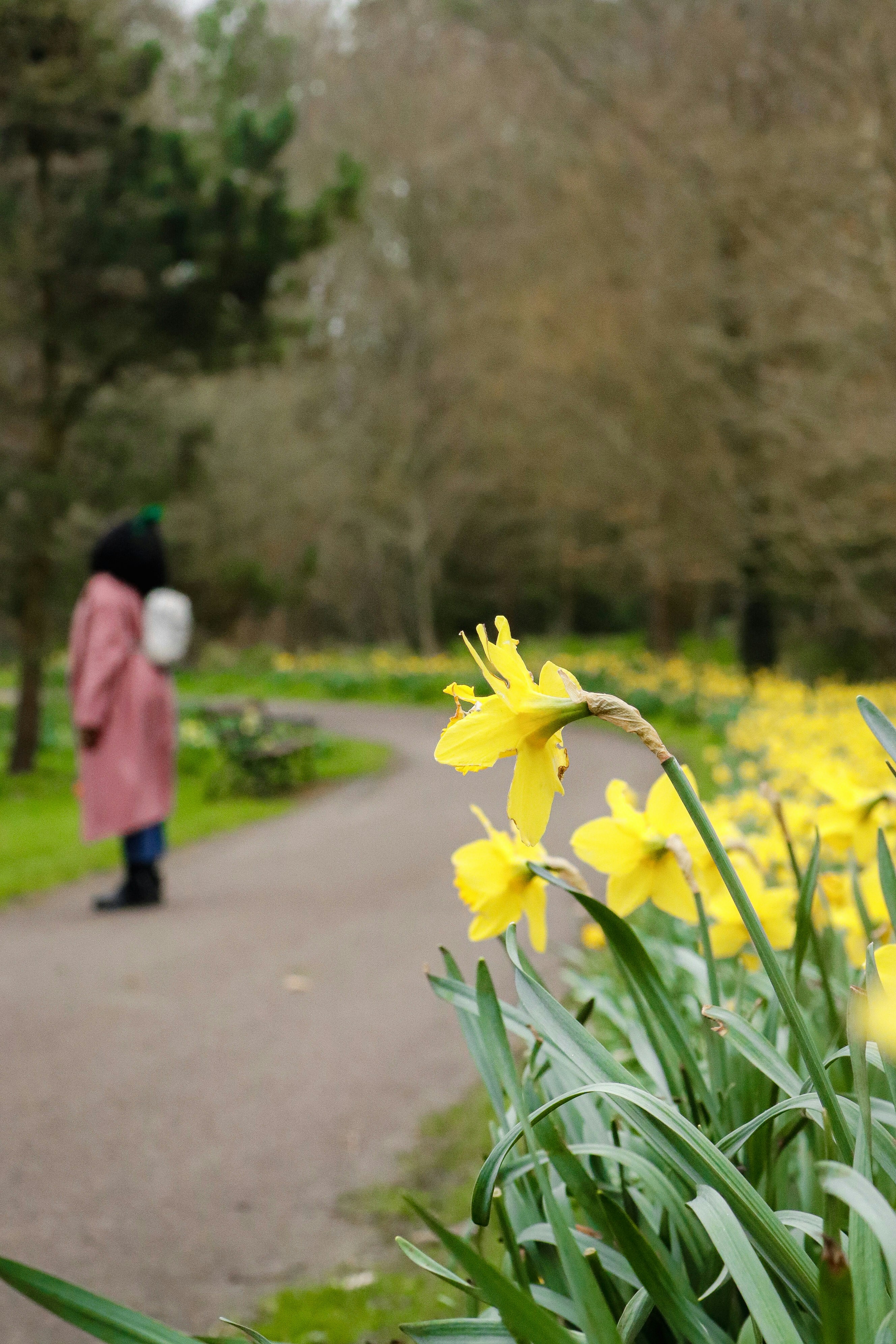Yellow Narcissi in Clear Focus with a Walk in the Park
