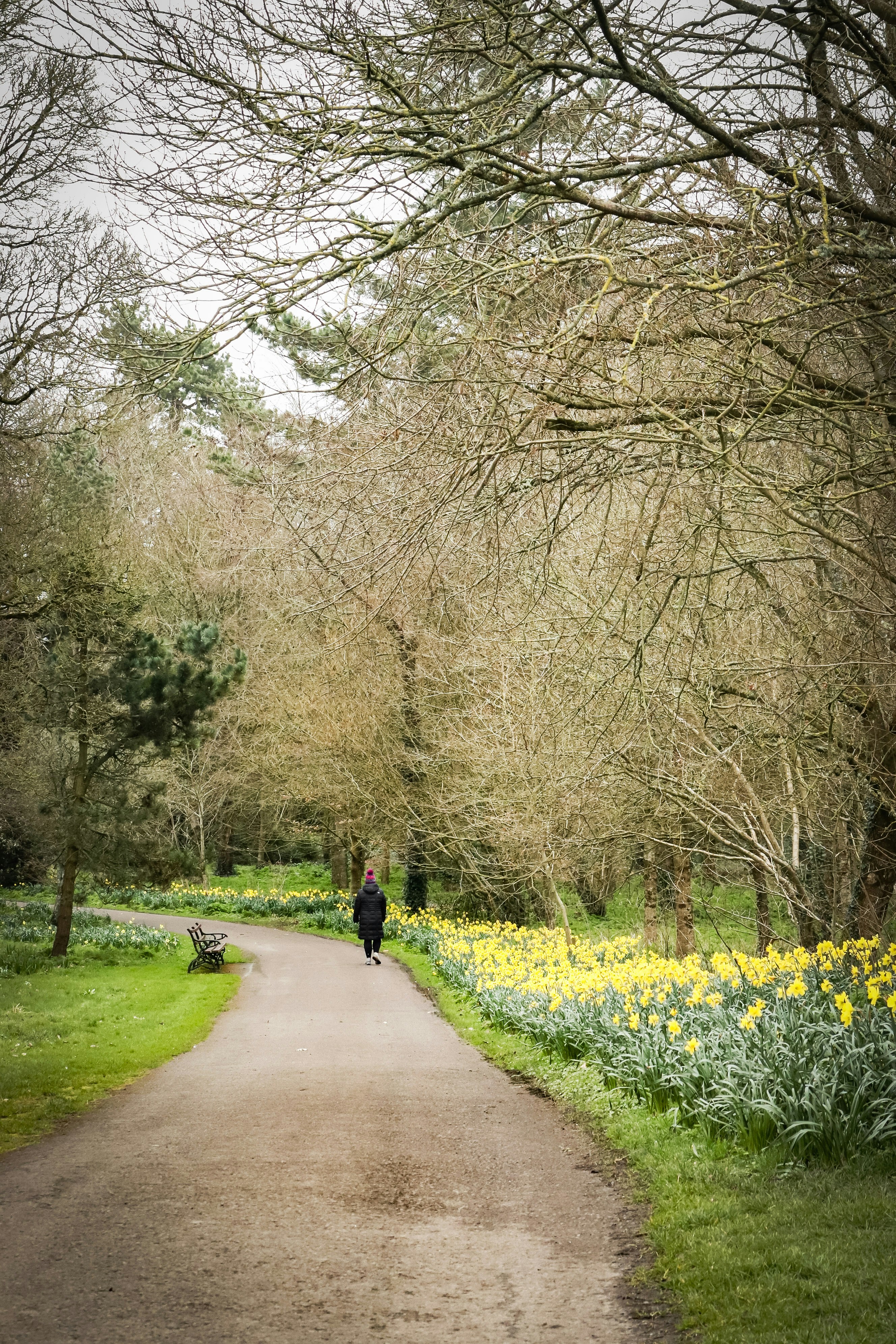 Path Through a Spring Garden Corridor