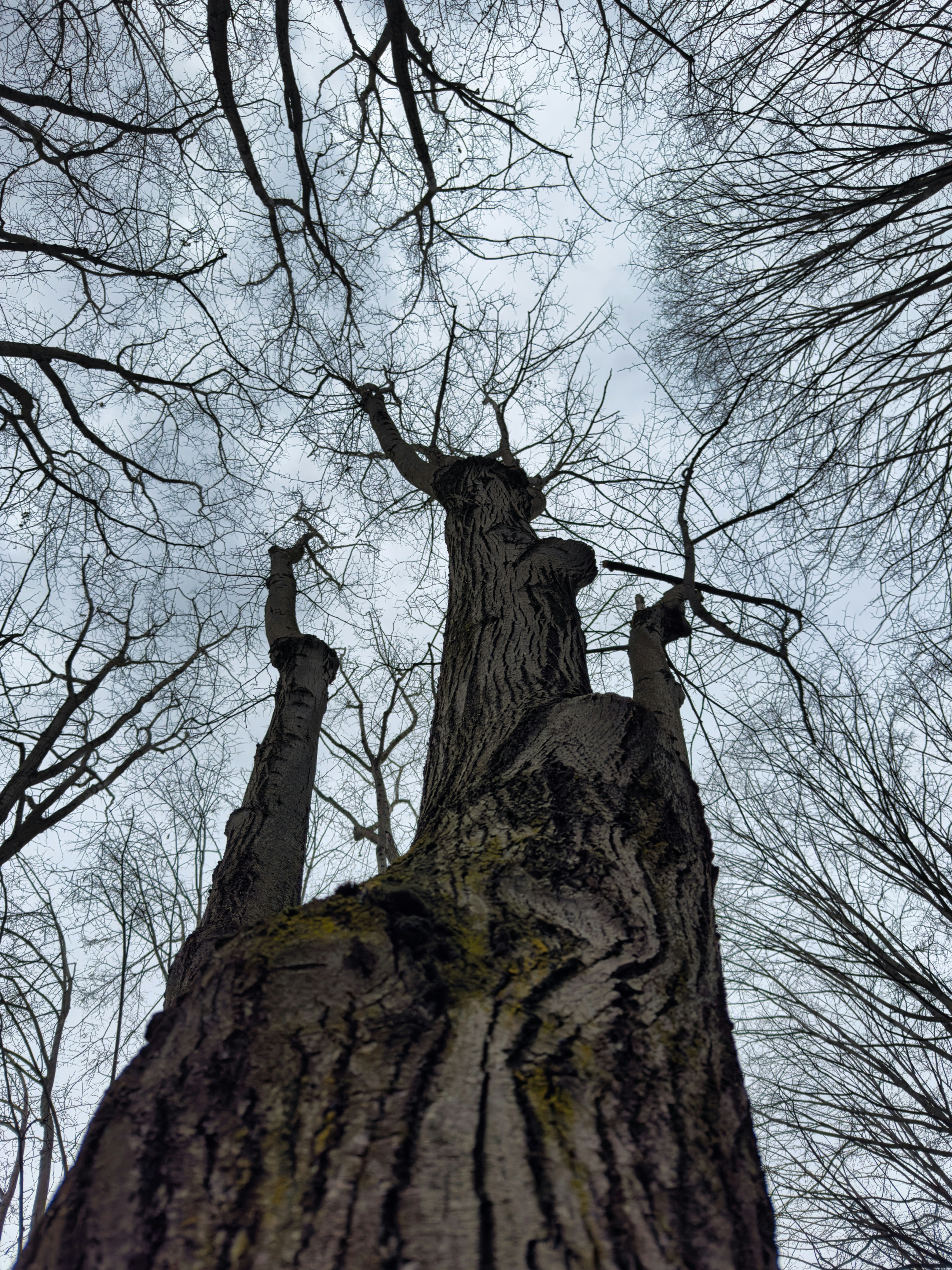 Perspective of Frozen Giants: A Trunked Line of Oaks Reaching the Sky