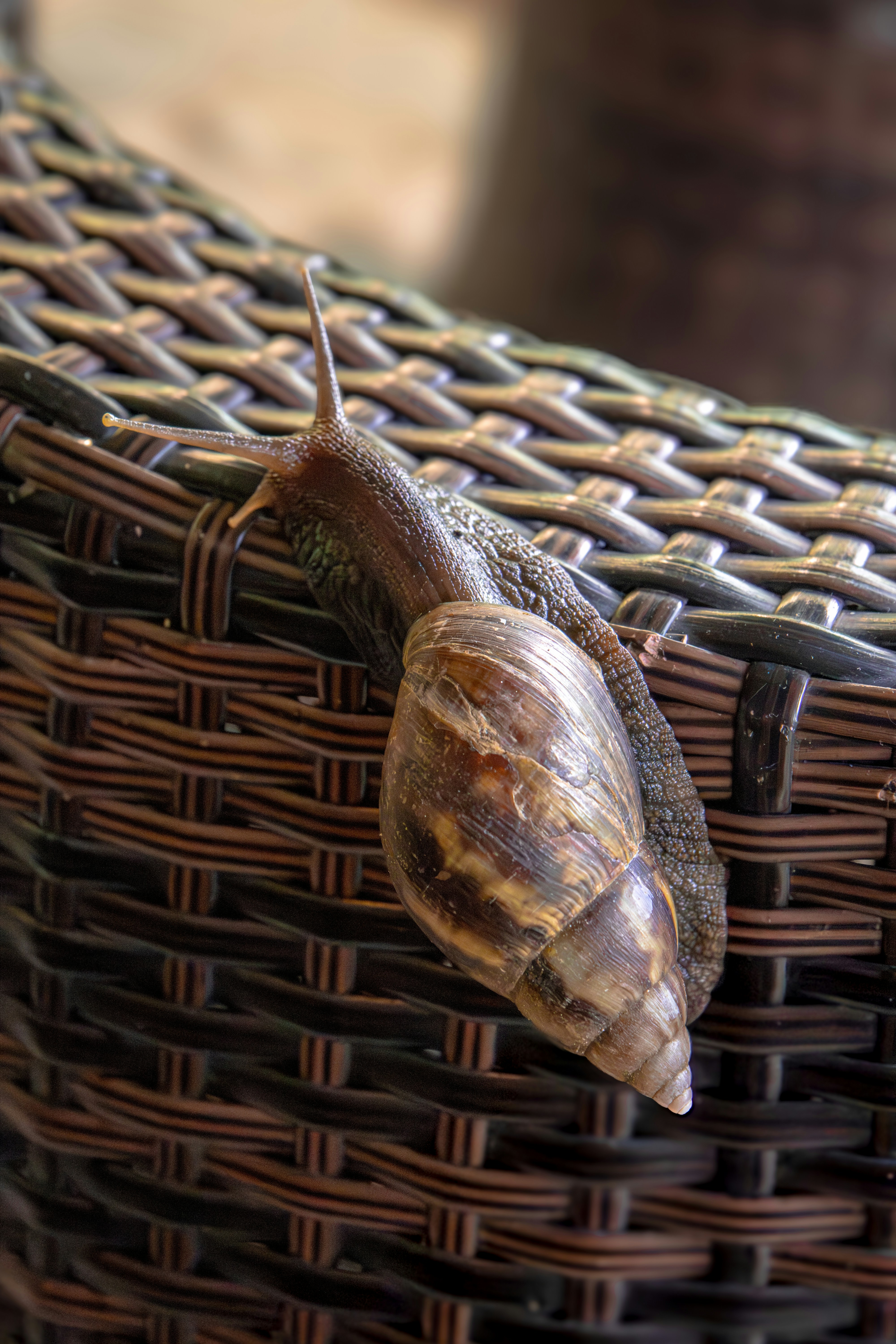 Climbing a Woven Staircase: A Snail’s Slow Ascent on a Basket