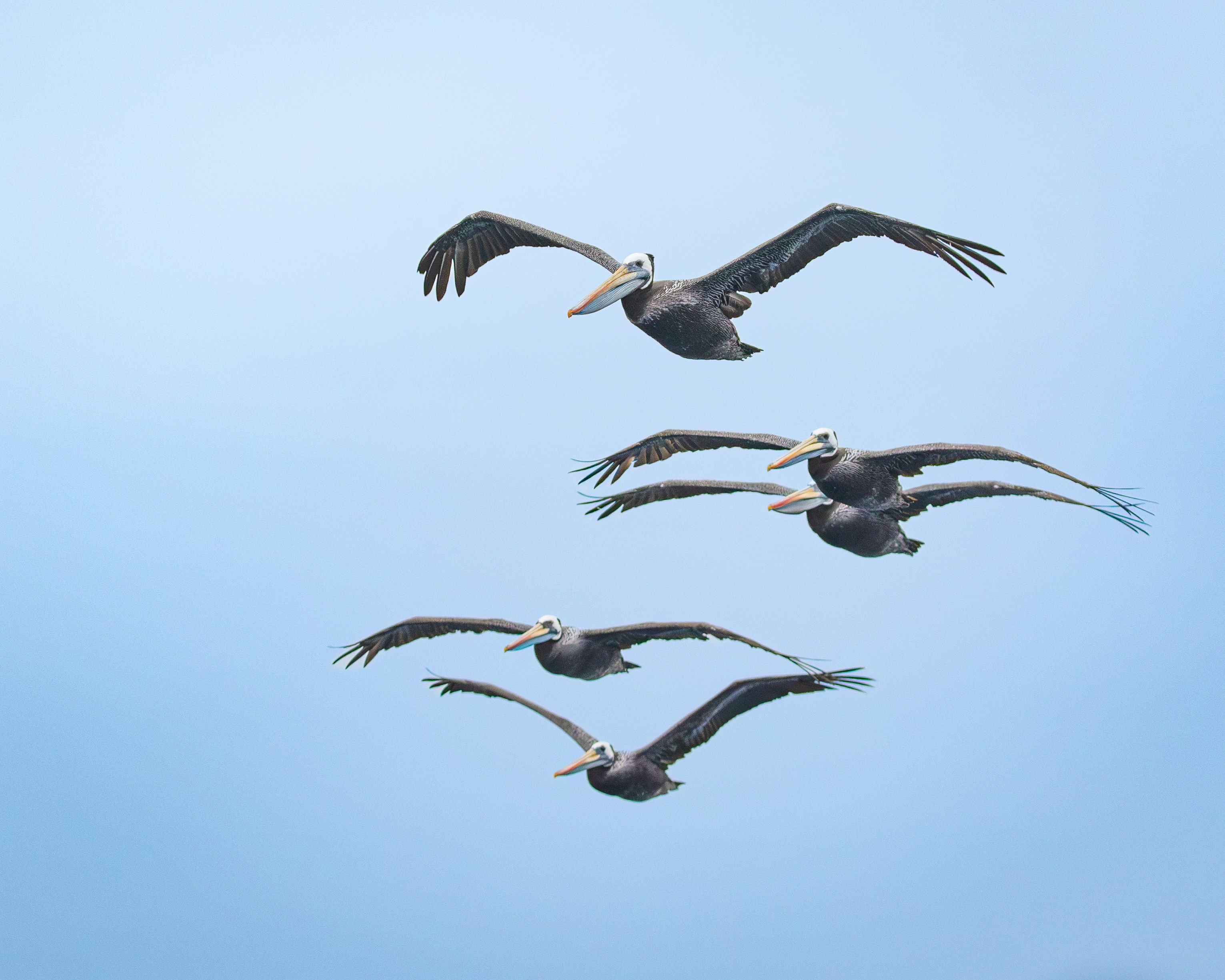 Four Pelicans in a Quiet Drift Against a Cerulean Sky