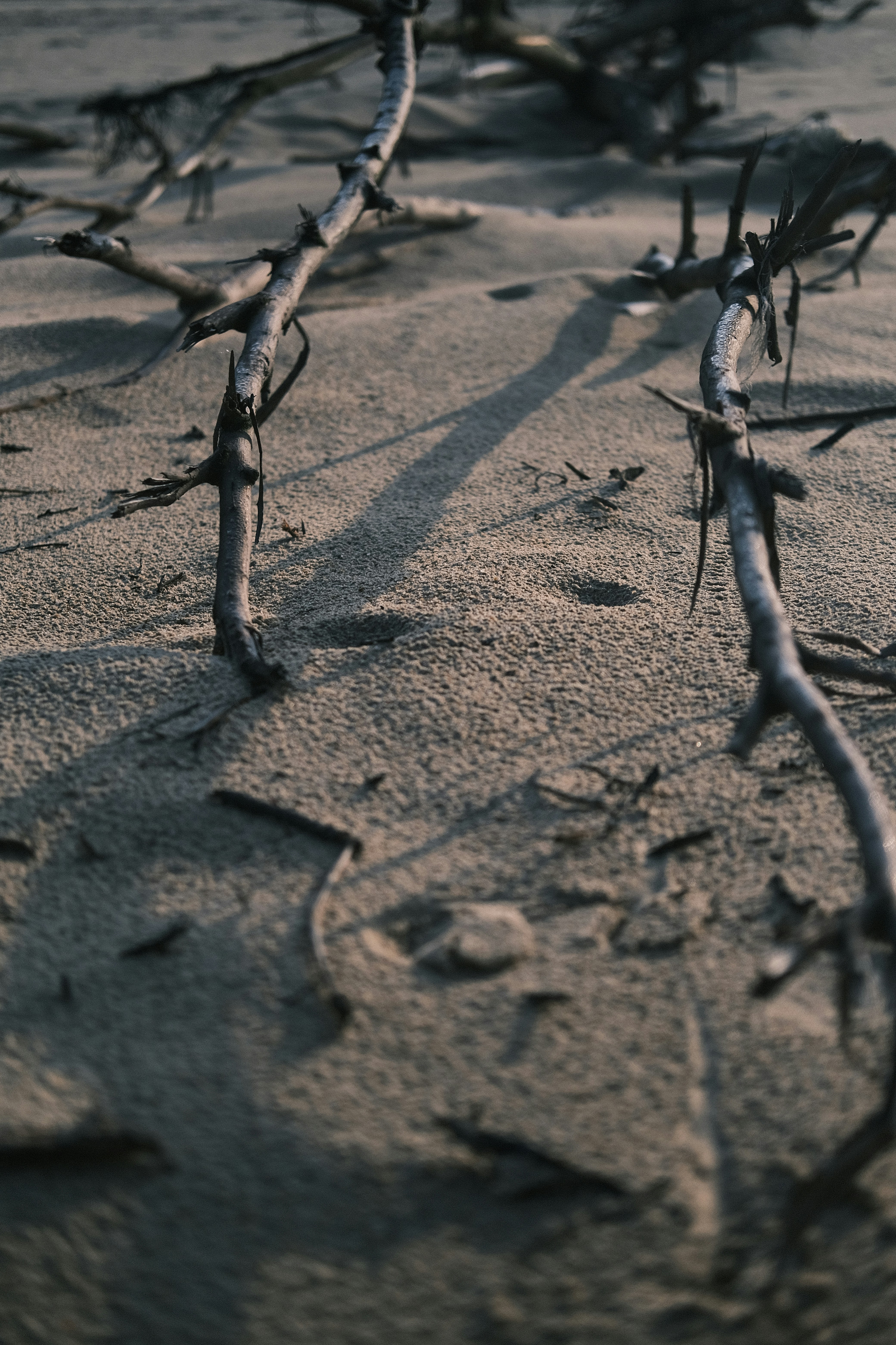 Driftwood Tracks Across Desert-Gray Sand