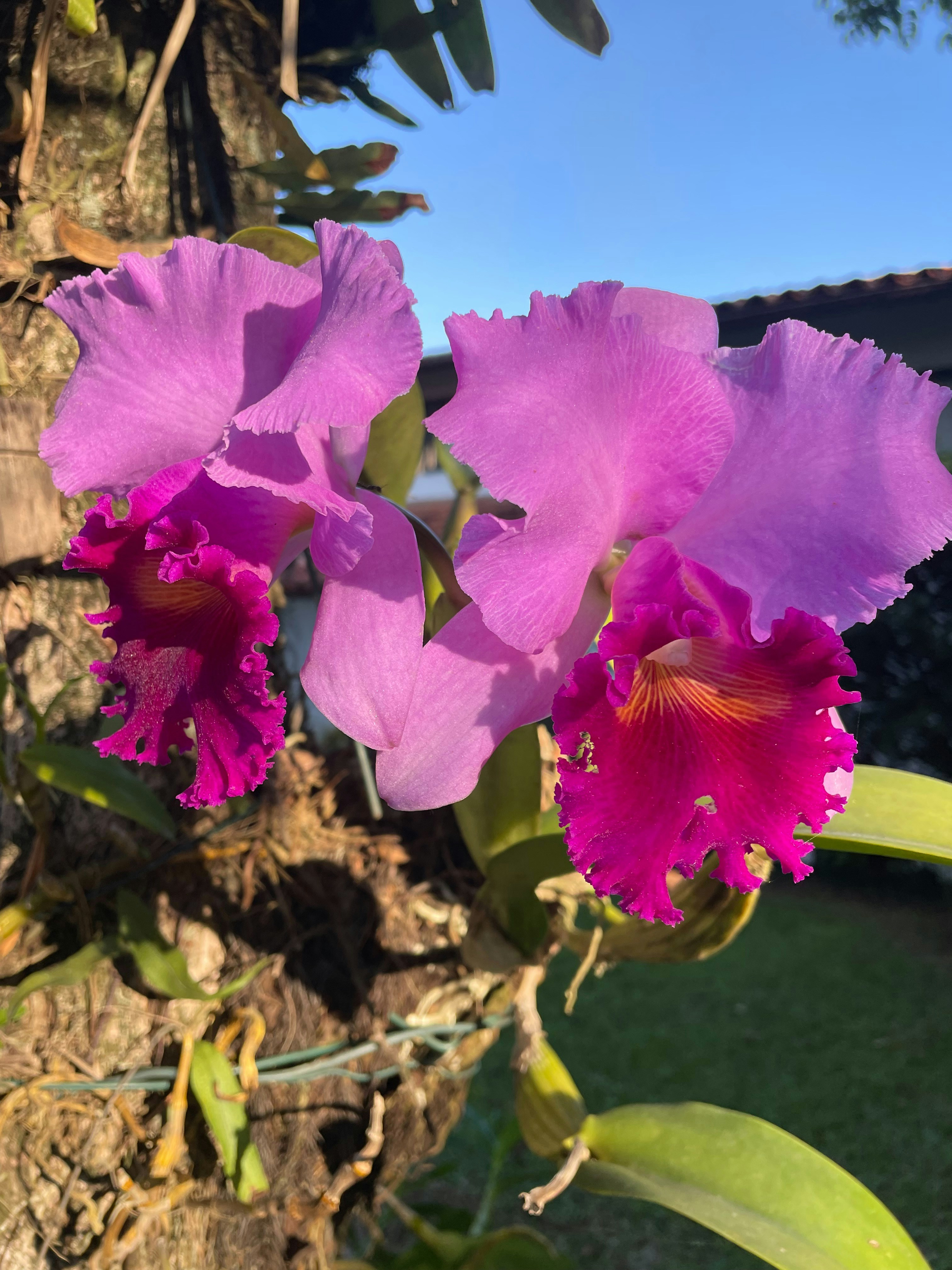 Vibrant Orchid Close-Up: Magenta Petals Against Garden Backdrop