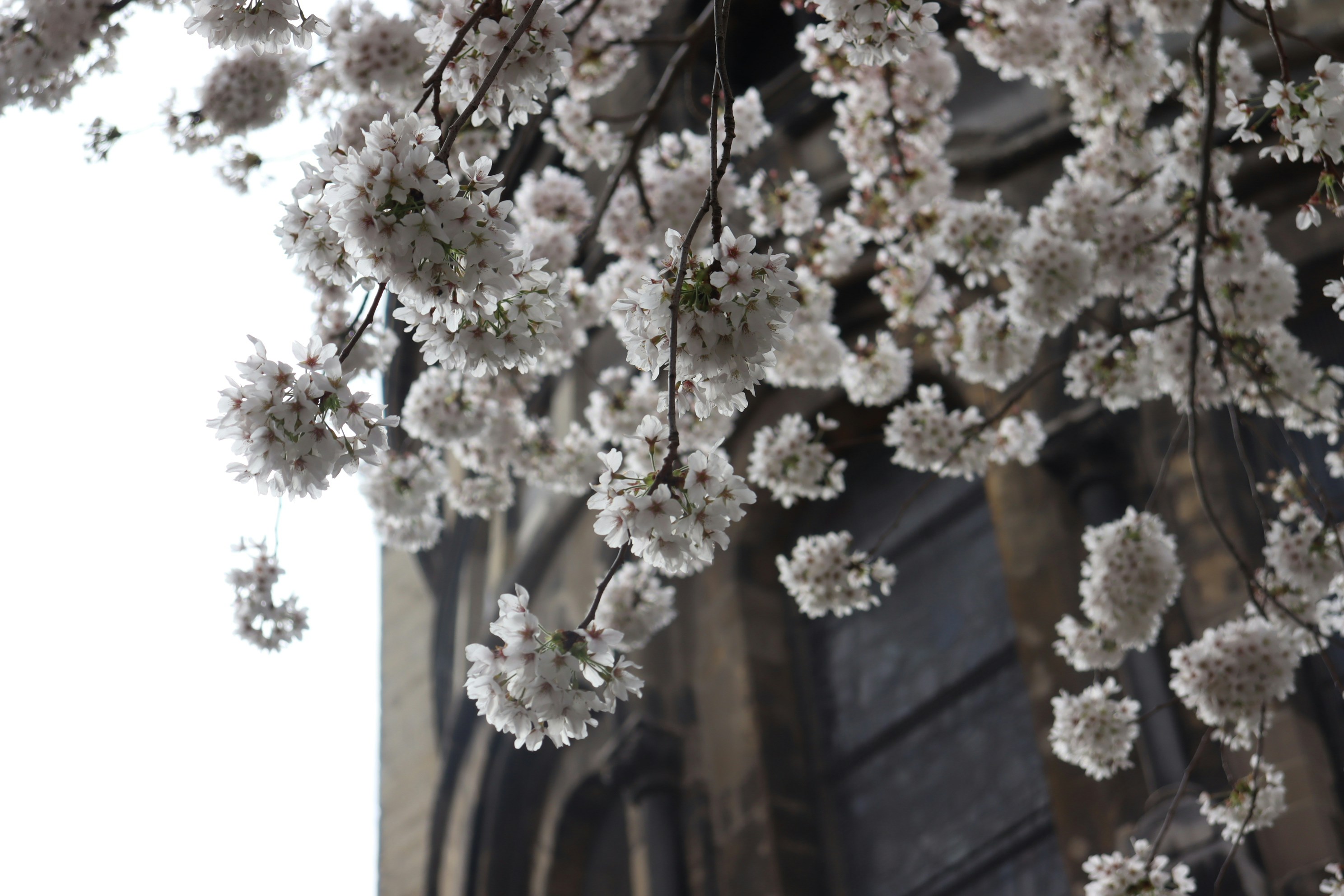 Blossoms Framing an Ancient Facade