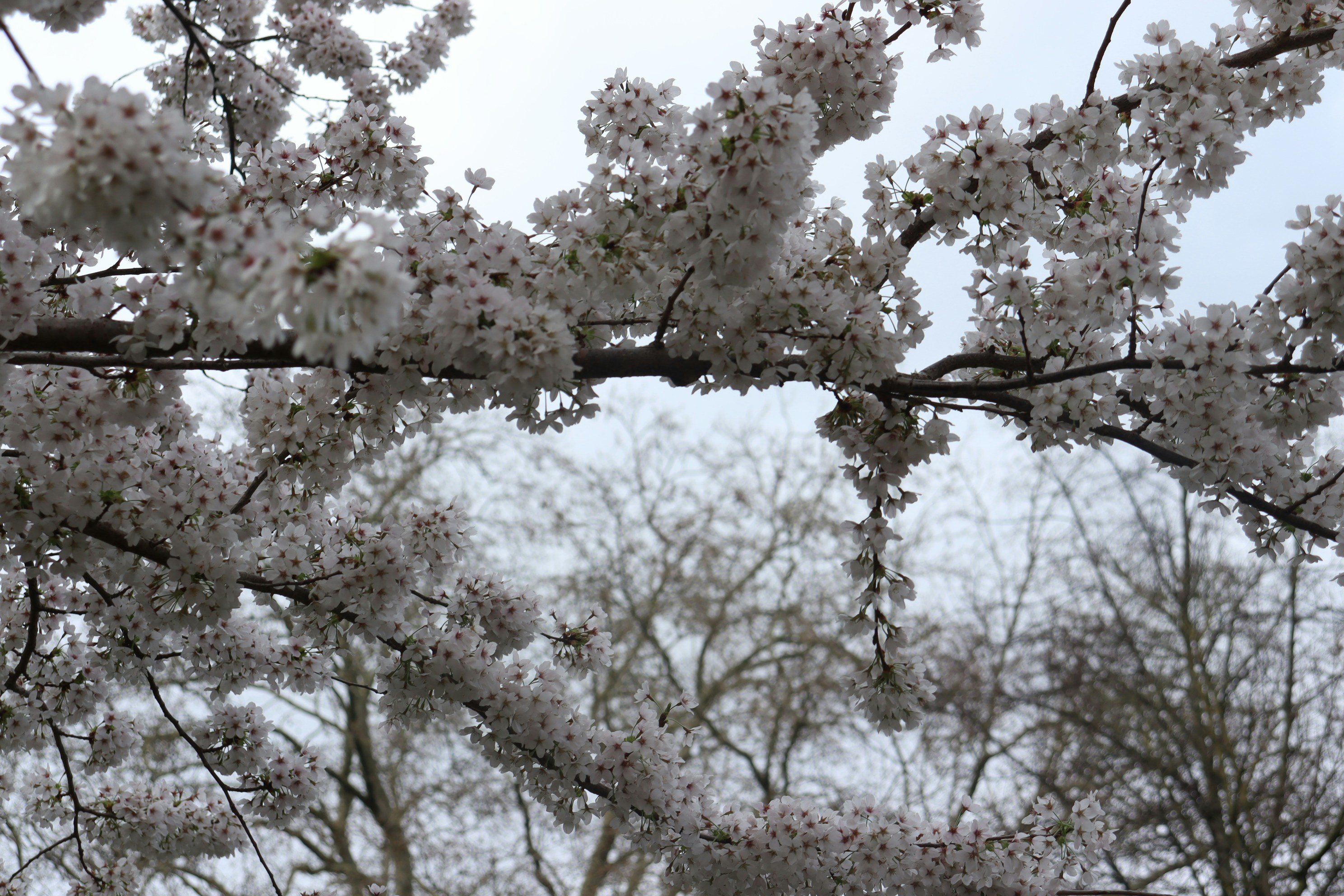 Blooming Branches: Delicate Cherry Blossoms Against Distant Winter Silhouettes