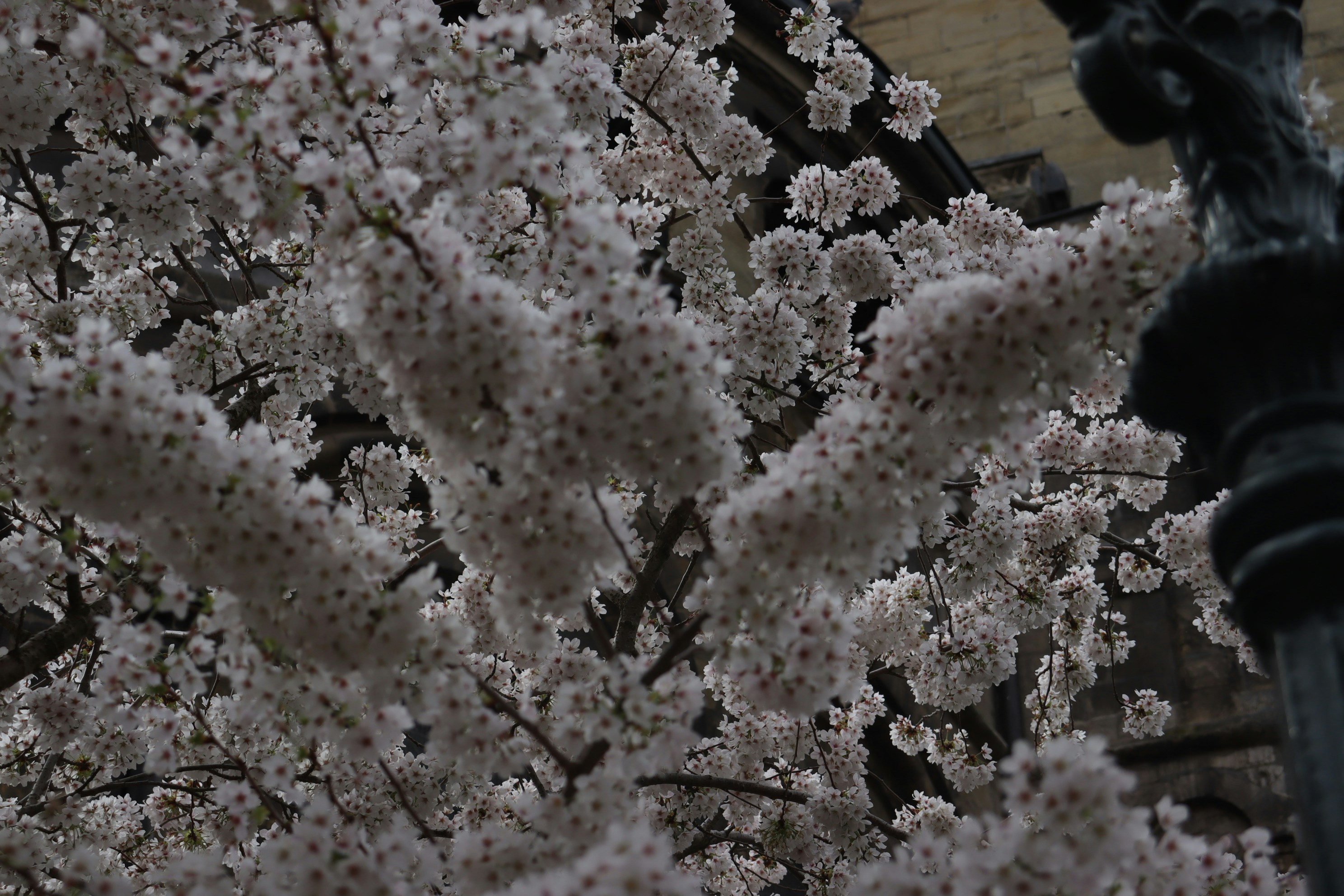 Blooming Archway: Pale Pink Cherry Blossoms Framing an Old Street Lantern