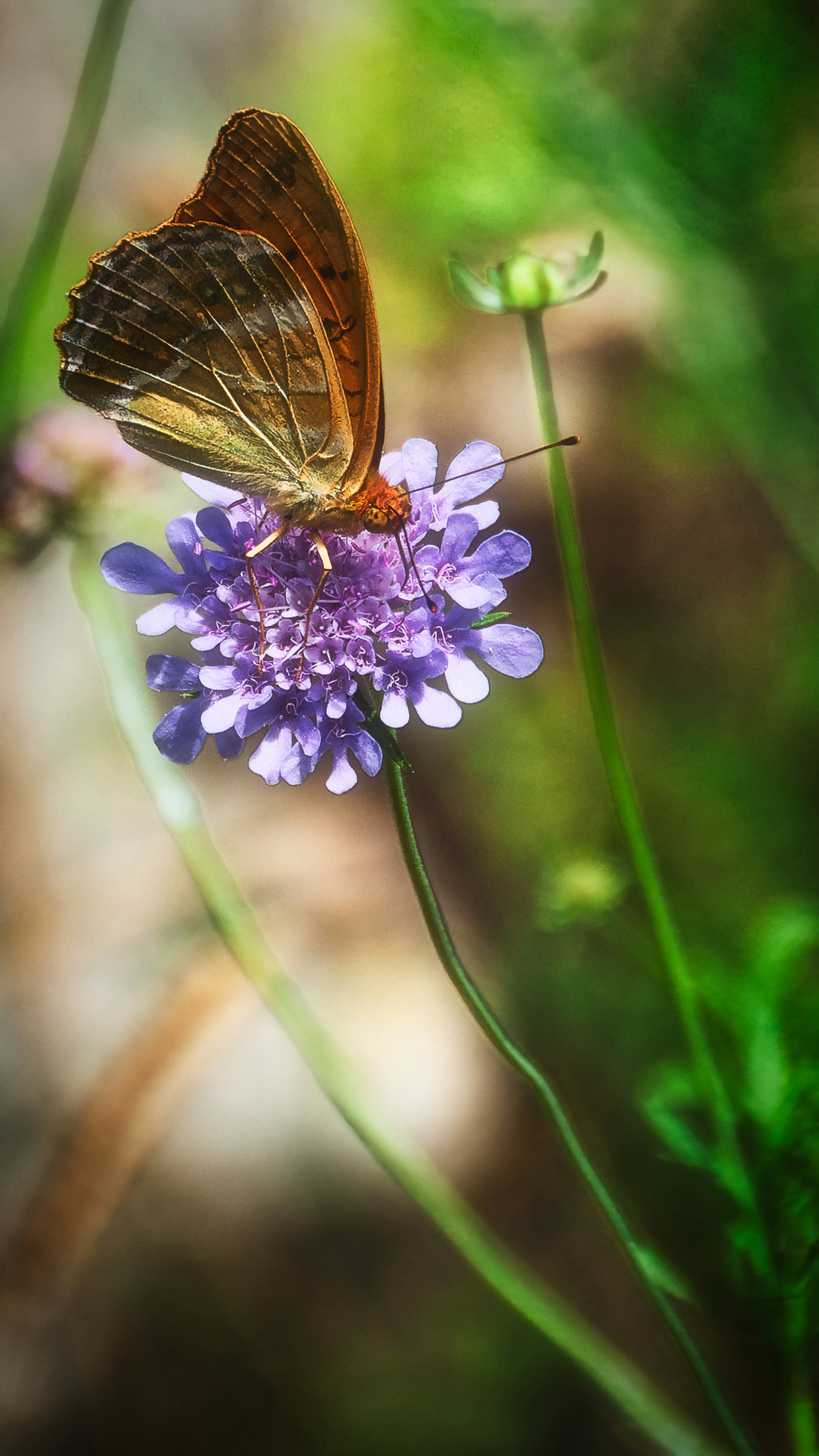 Brown butterfly resting on a vibrant purple bloom in sunlit garden
