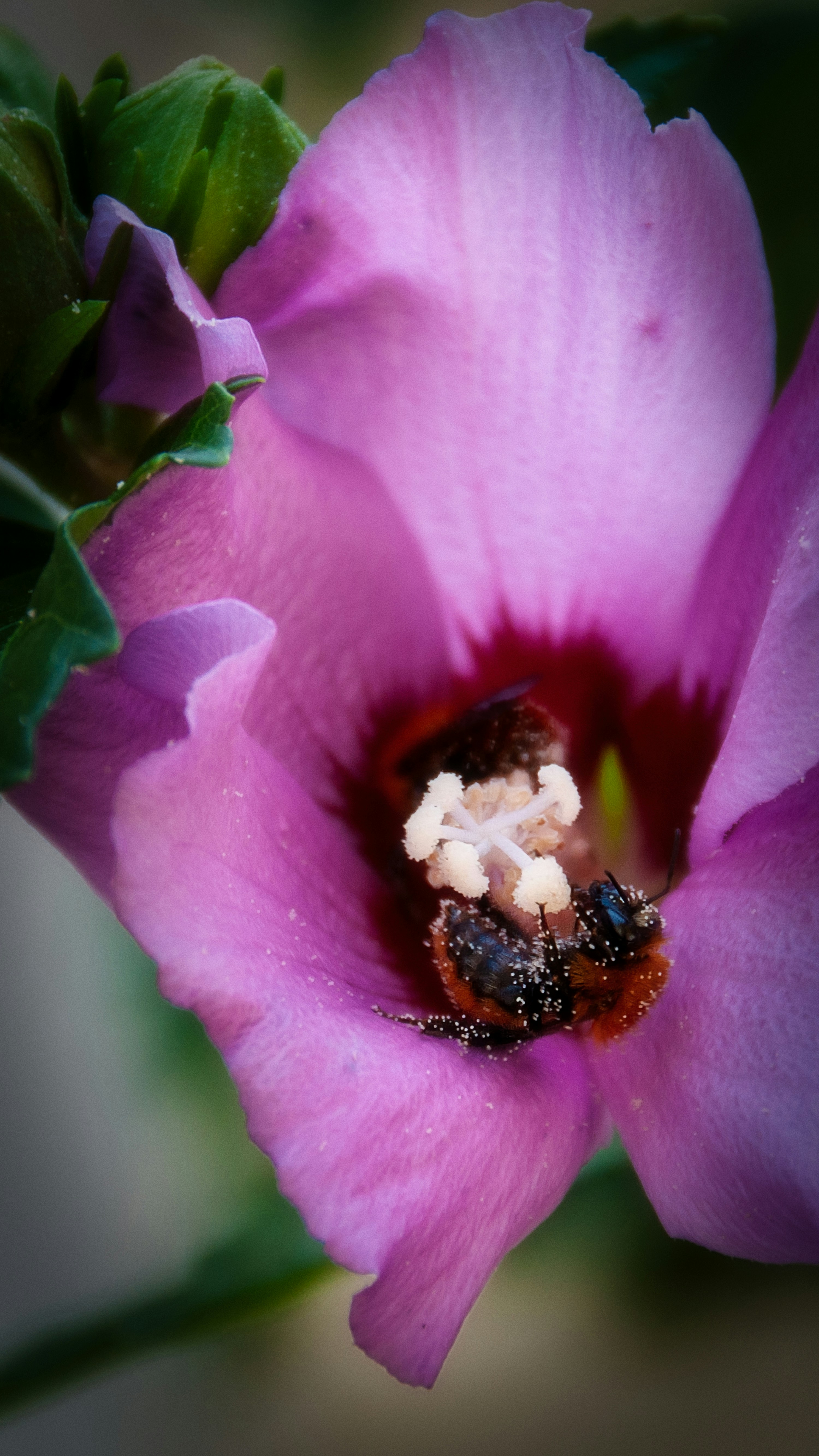 Close-up of a Purple Hollyhock Stamen Embrace