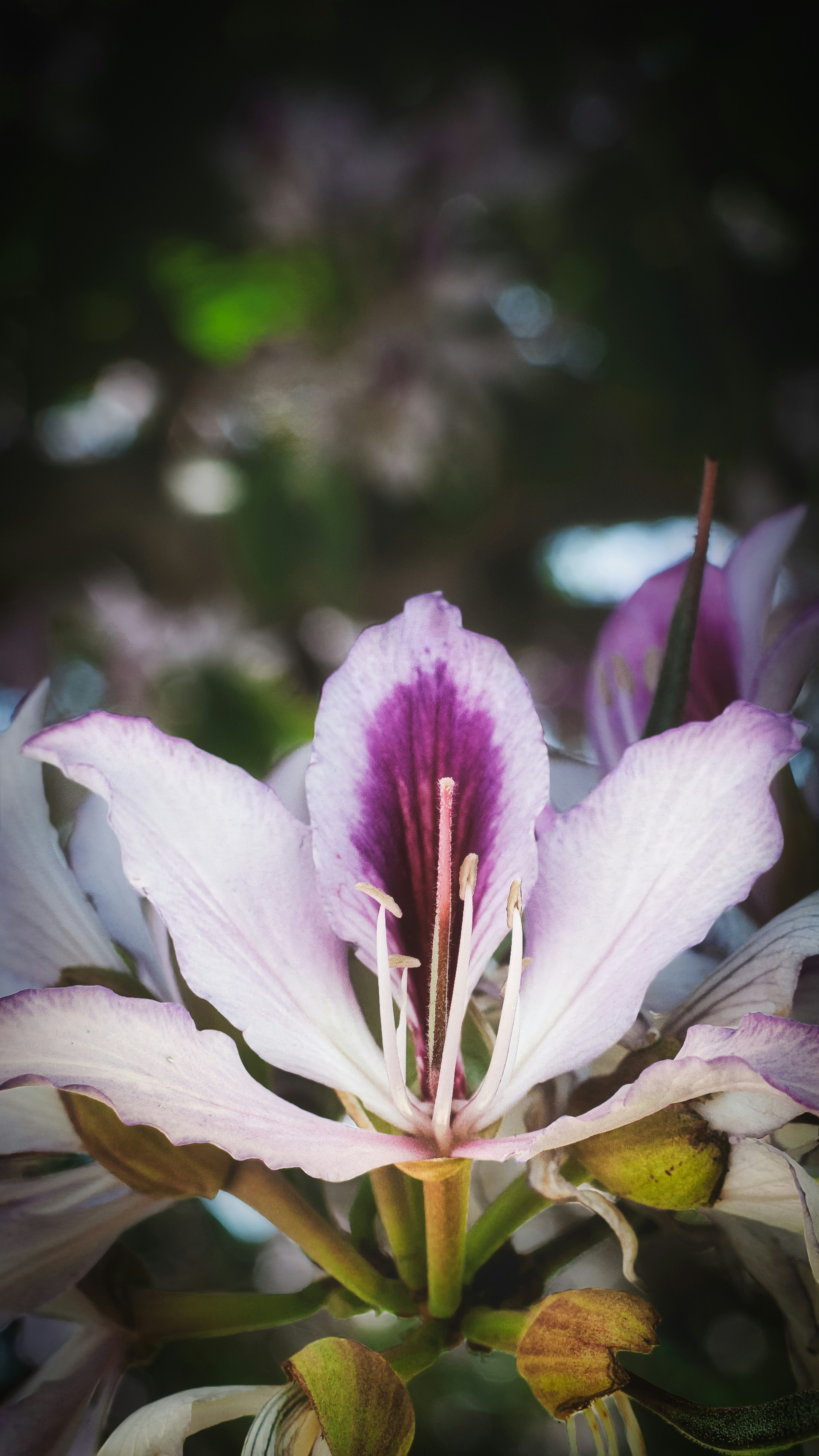 Center Bloom: A Violet-White Staminal Spotlight