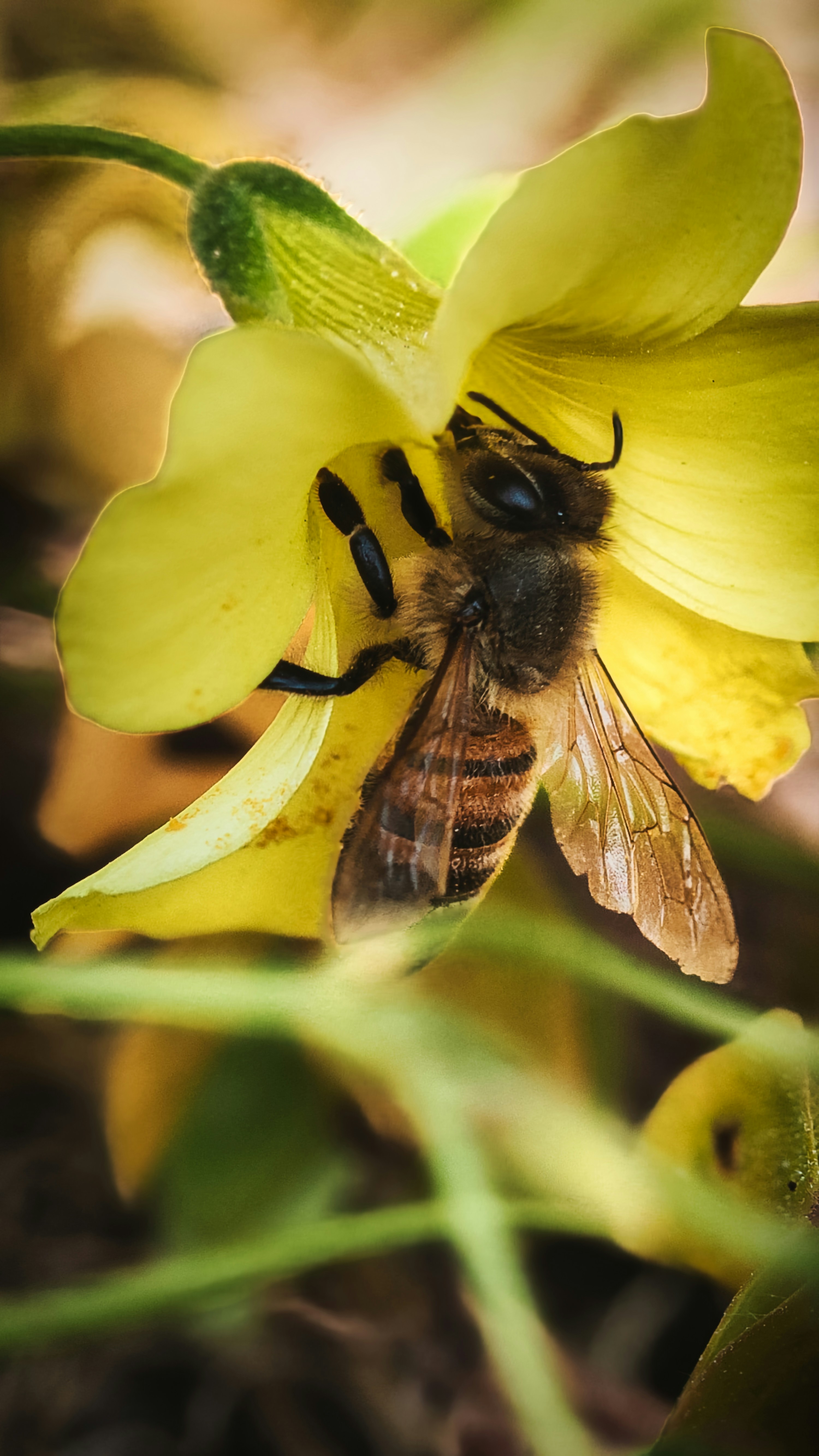 Buzzing in Yellow: A Bee Piercing Deep into a Sunlit Blossom