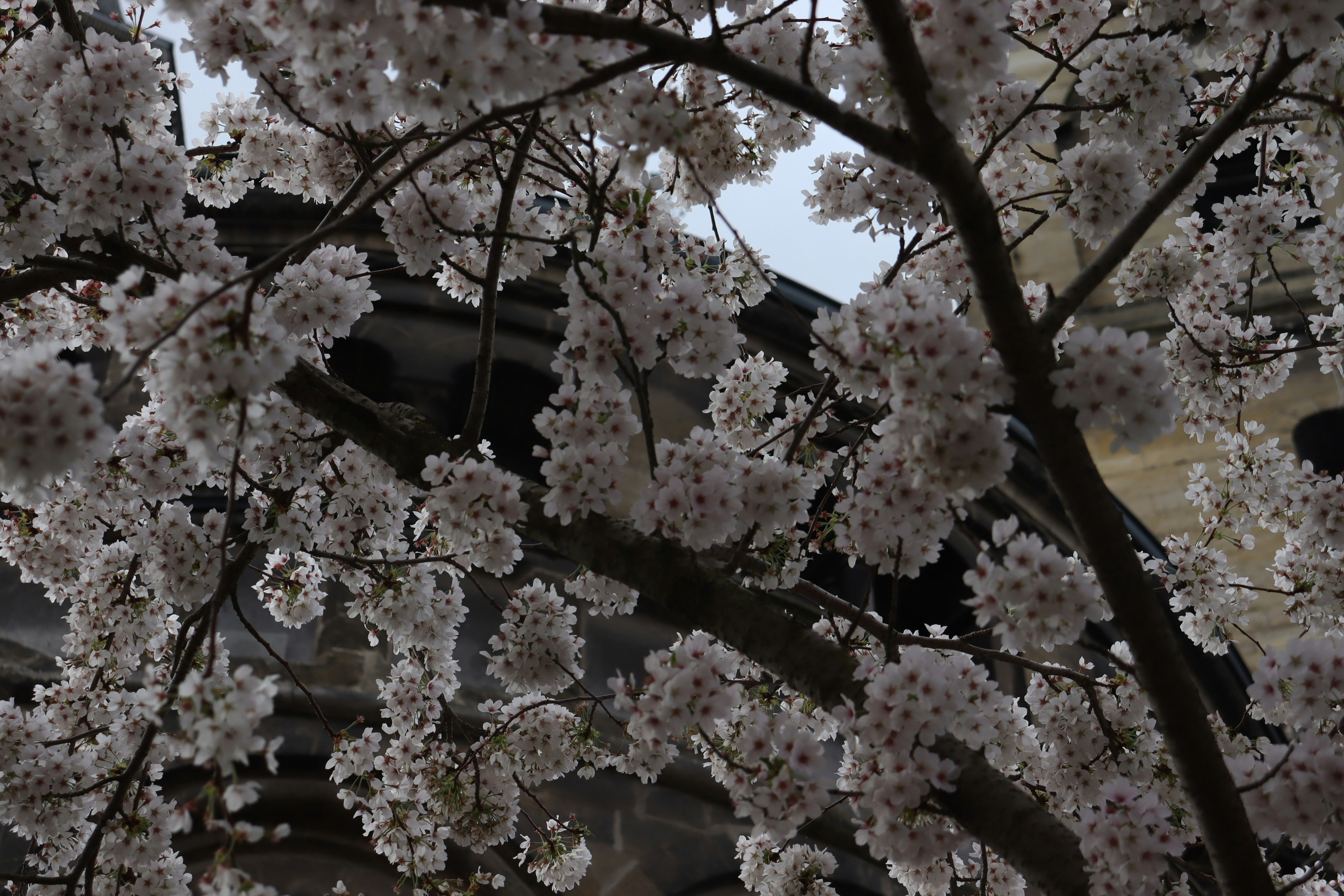 Petals in the Shade: Cherry Blossoms Framed by Branches and Rooflines