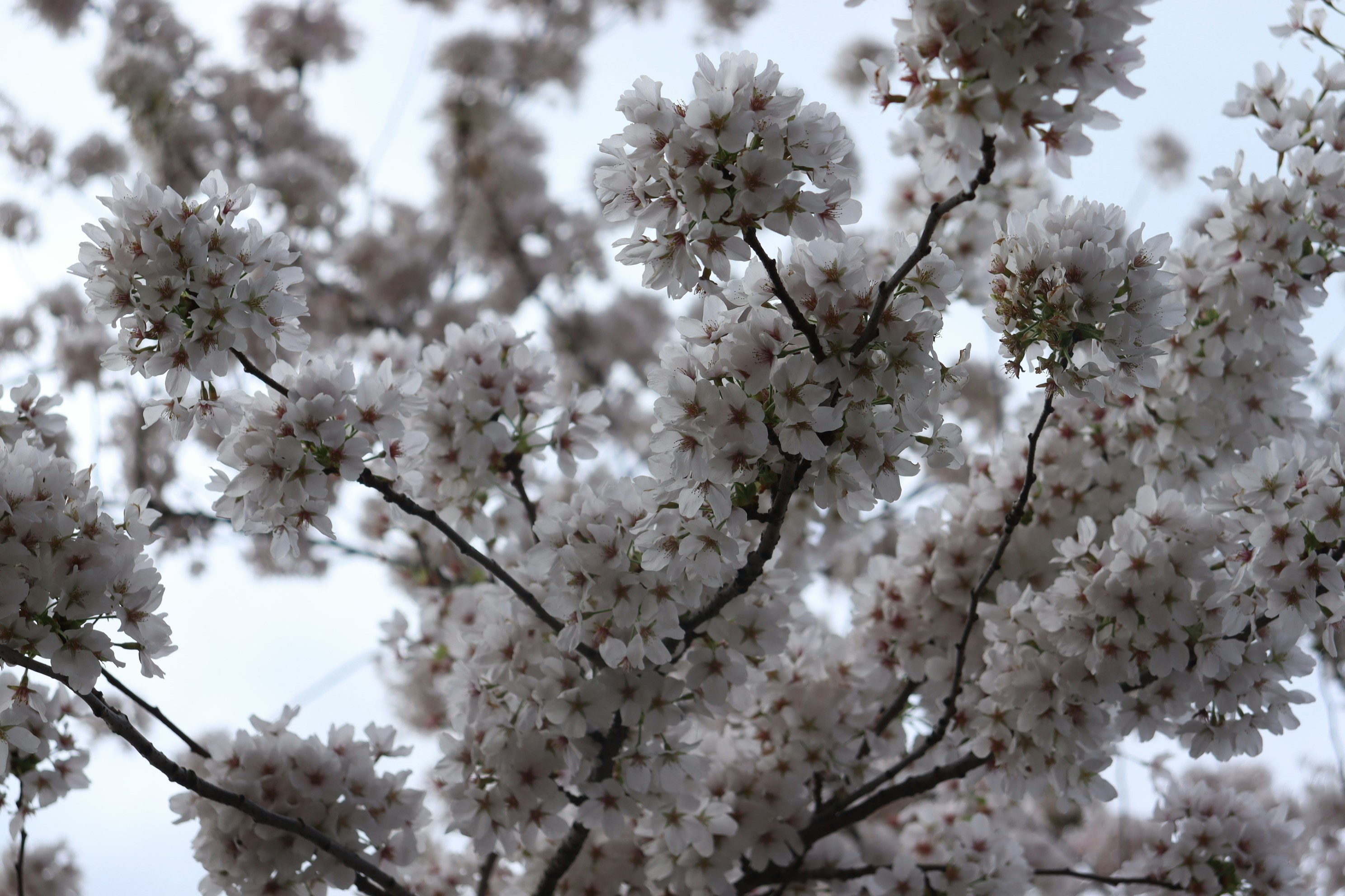 Blossoms in Soft Focus: A Cloud of Cherry Petals