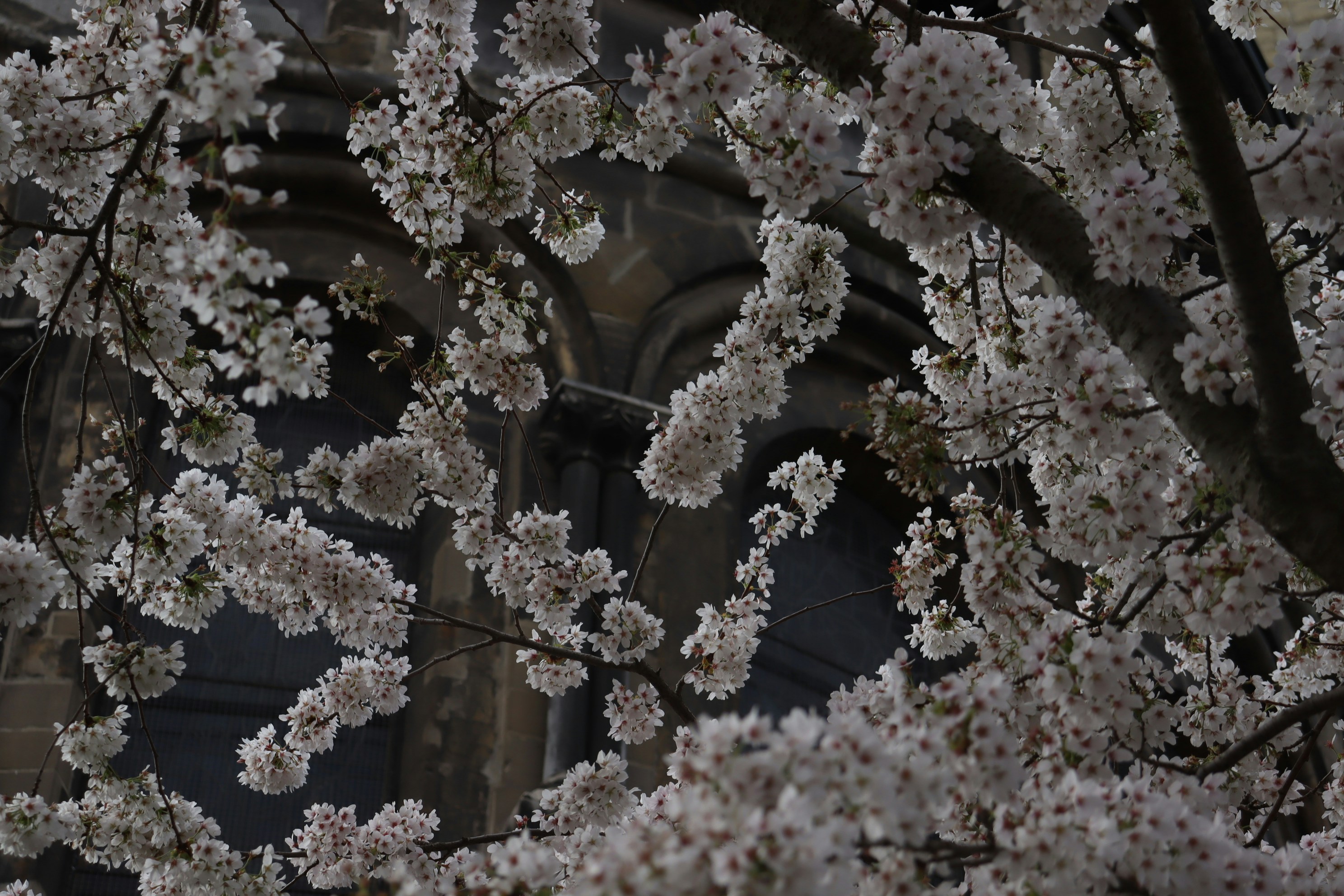 Blossoms Veiling a Gothic Window