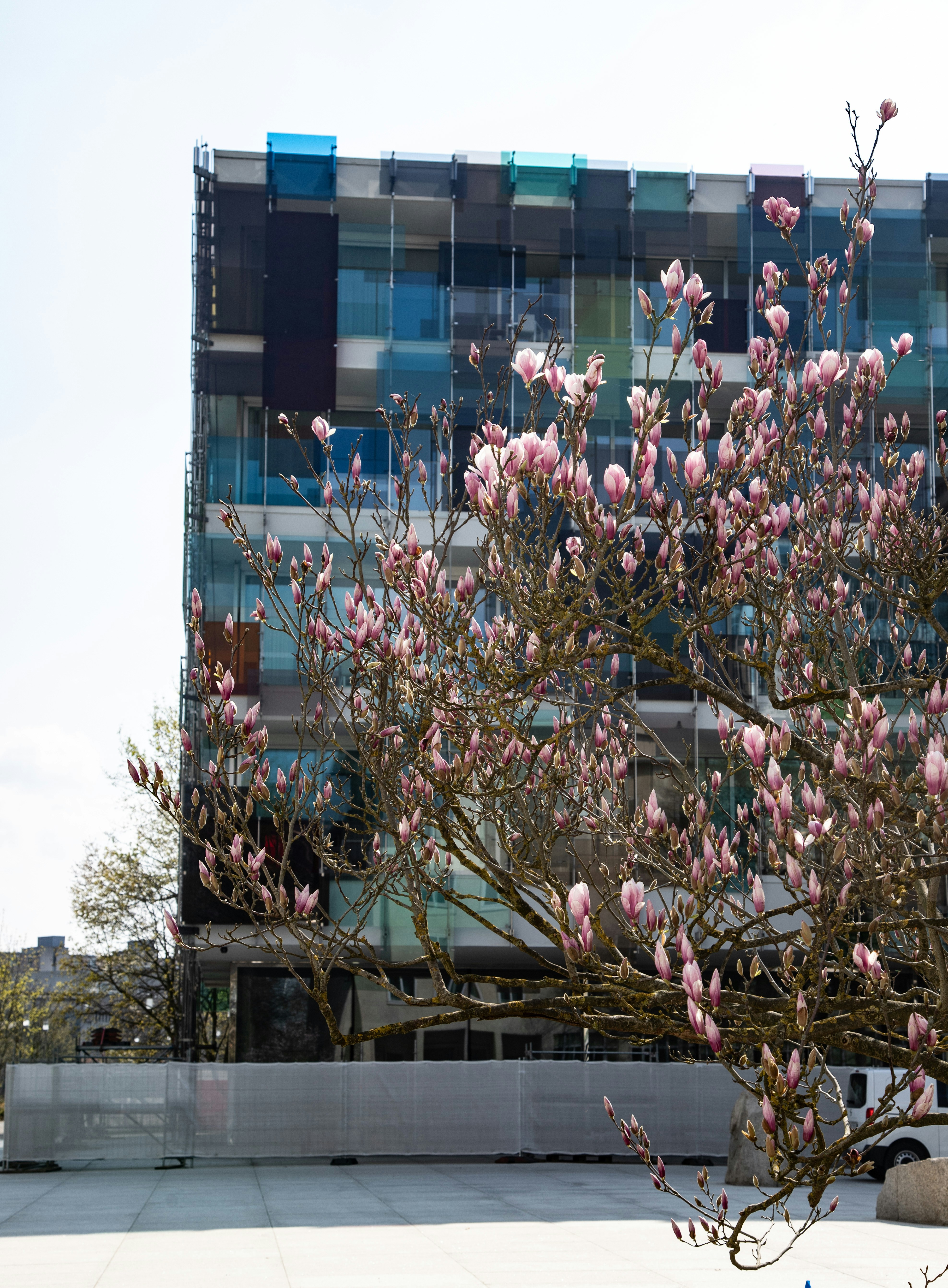 Glass Facade Bloom: Urban Magnolia in Spring