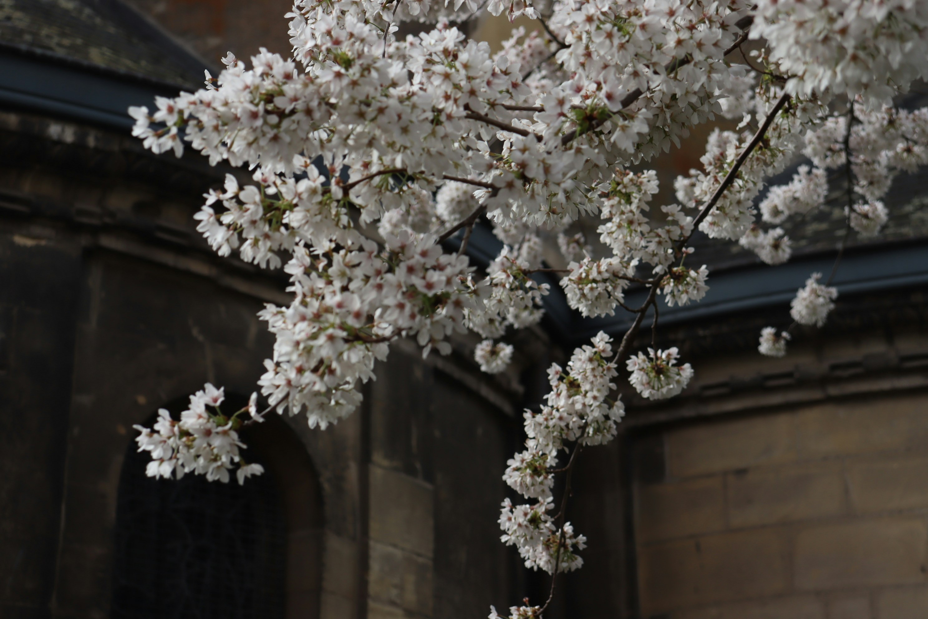 Blossoms Over Stone: A Quiet Southern Facade