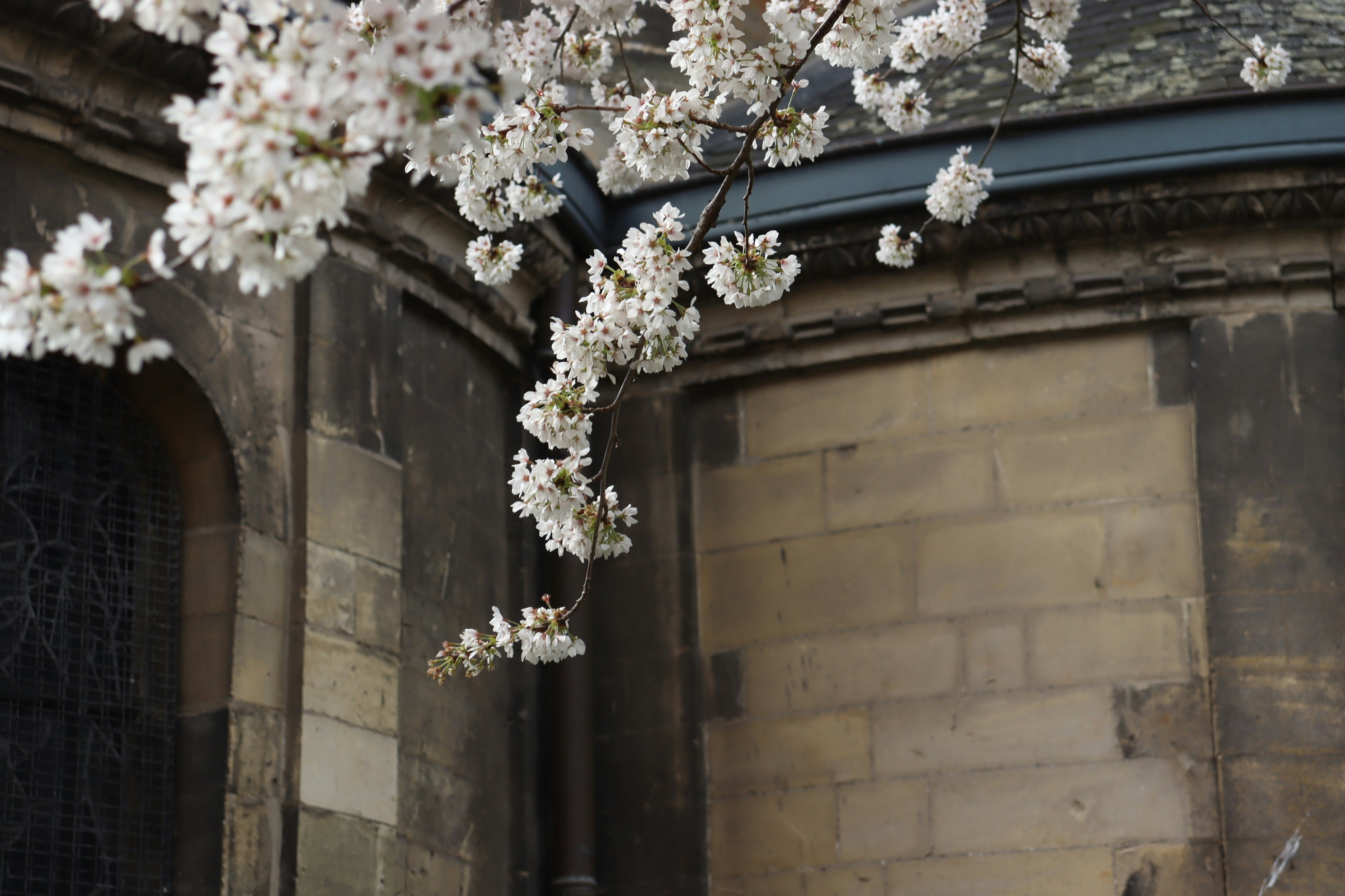 Blossoms over weathered stone: a quiet archway framed by a flowering branch