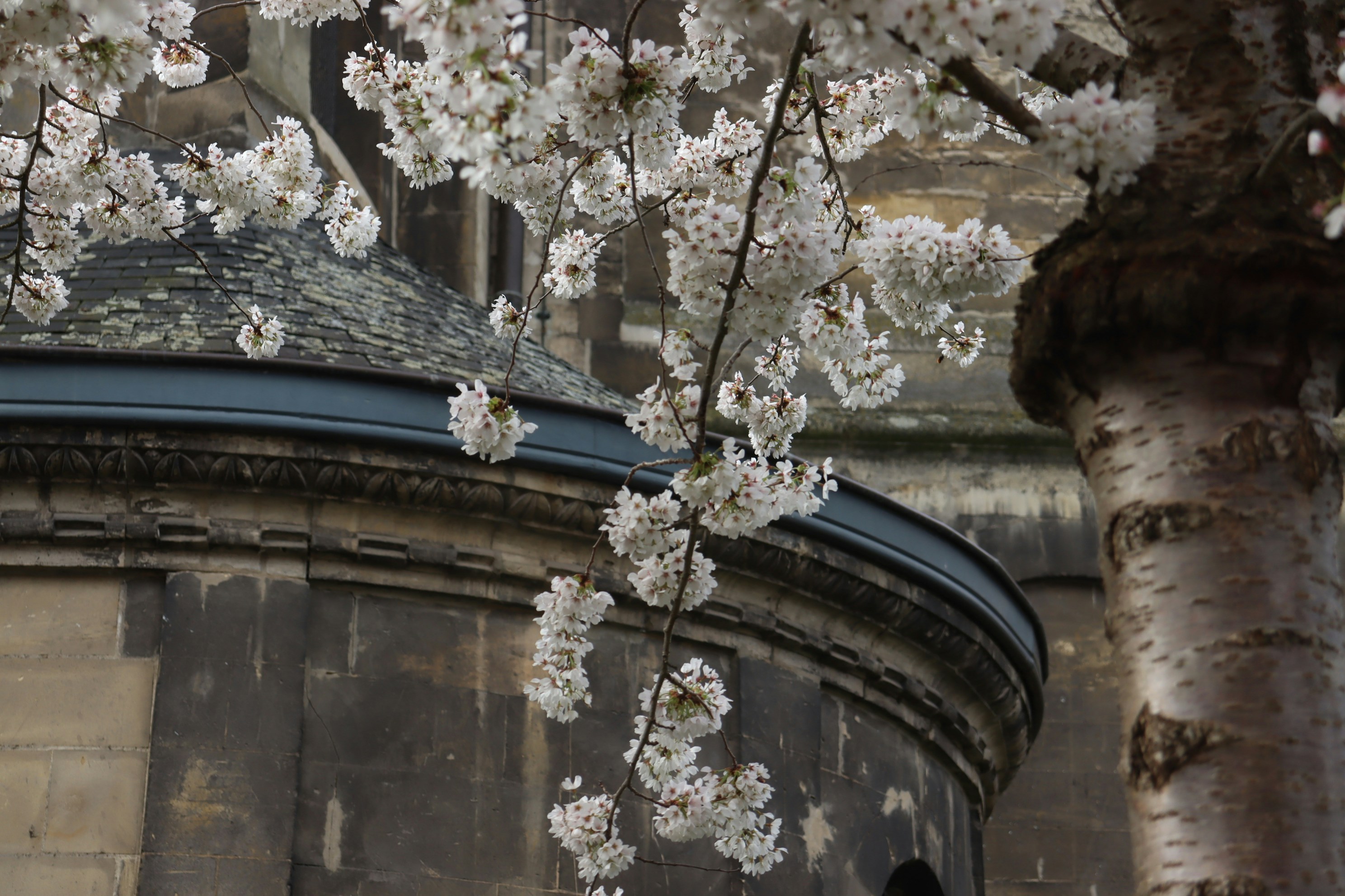 Blossoms Framing a Historic Curved Facade