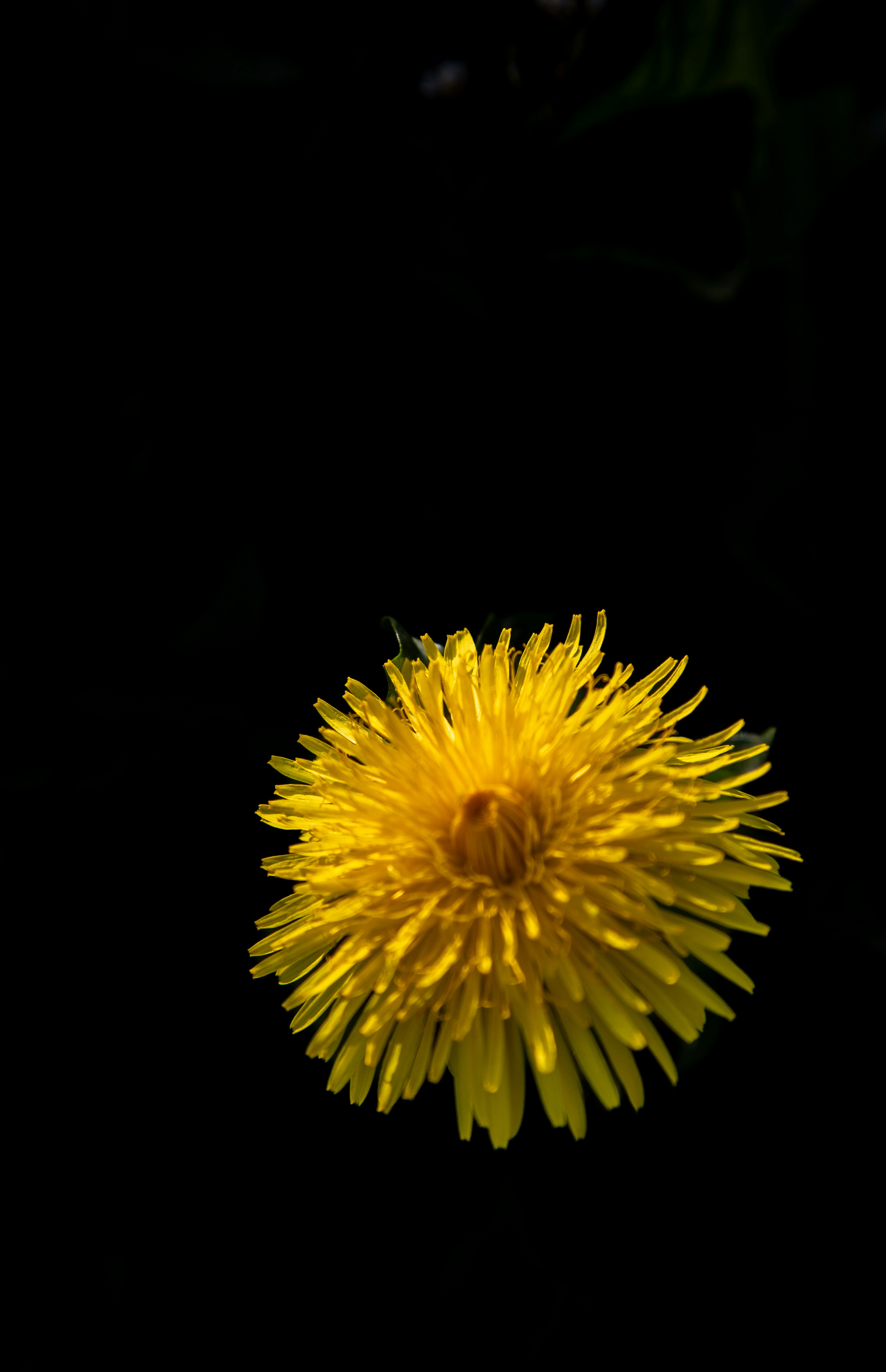 Golden Chrysanthemum in a Sea of Darkness