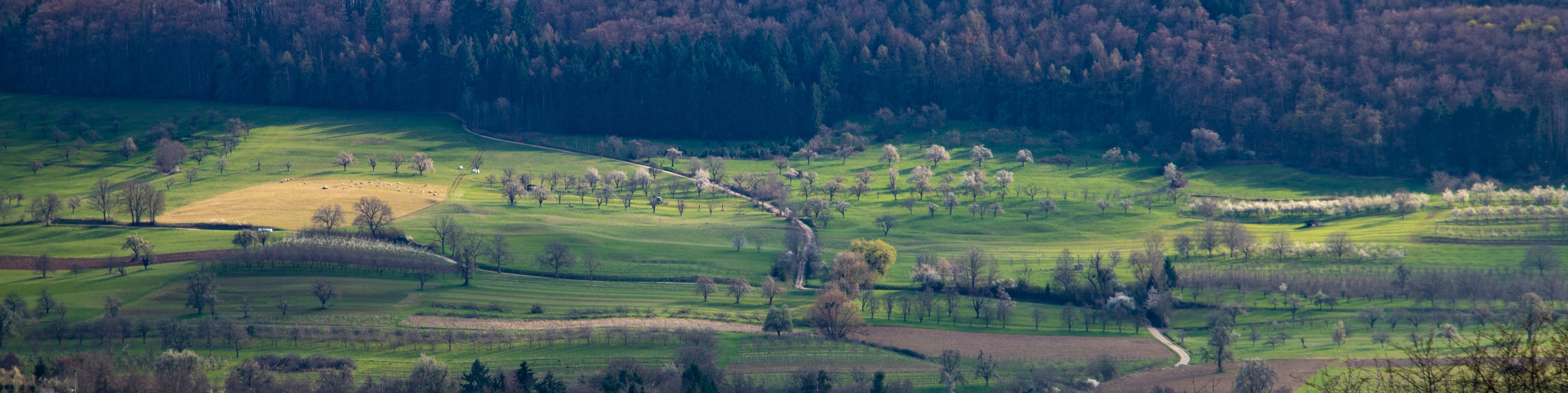 Verdant Valley Run: A Ribbon of Path through Hillside Fields