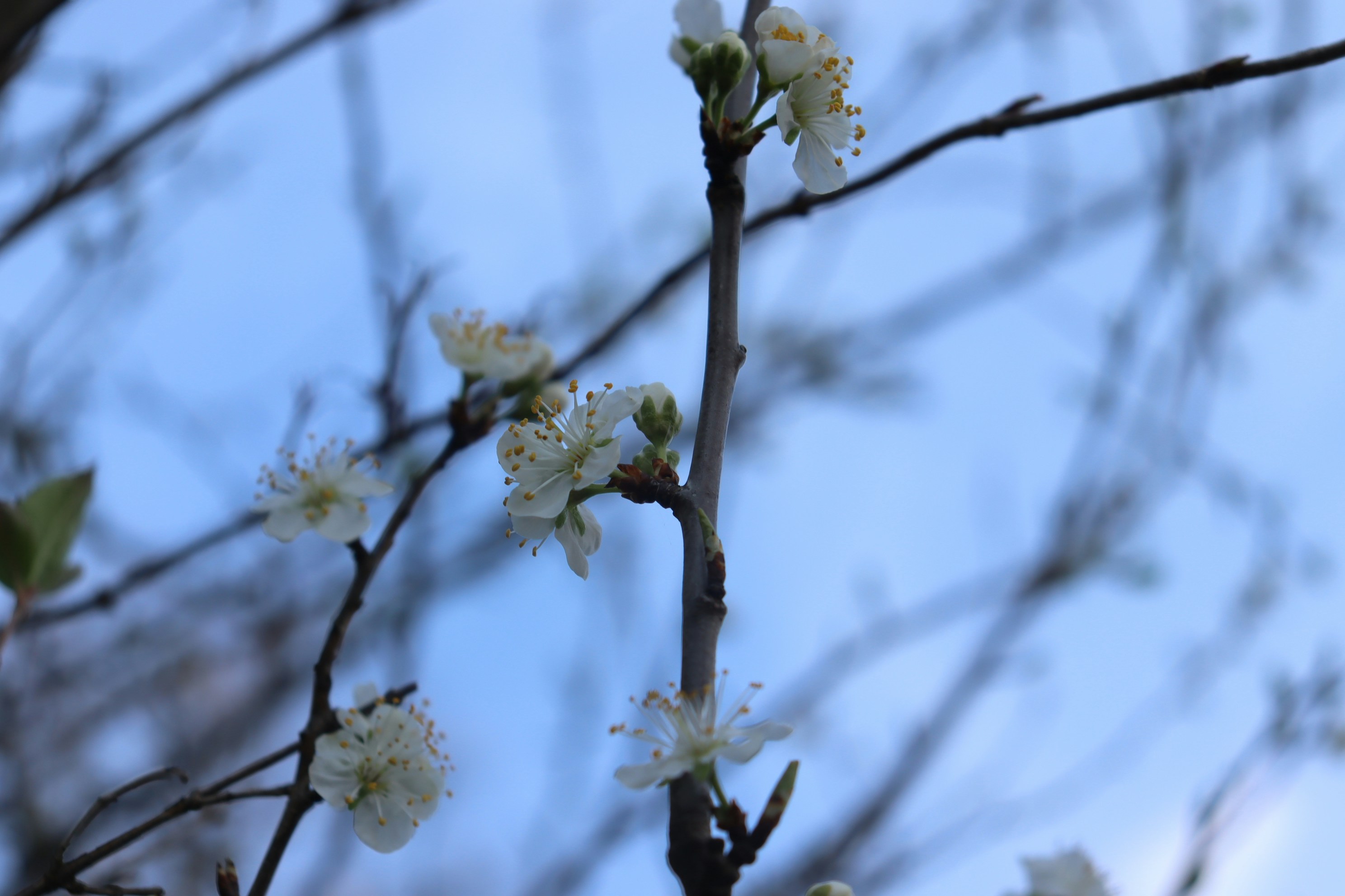 Bleached blossoms against a winter-blue sky