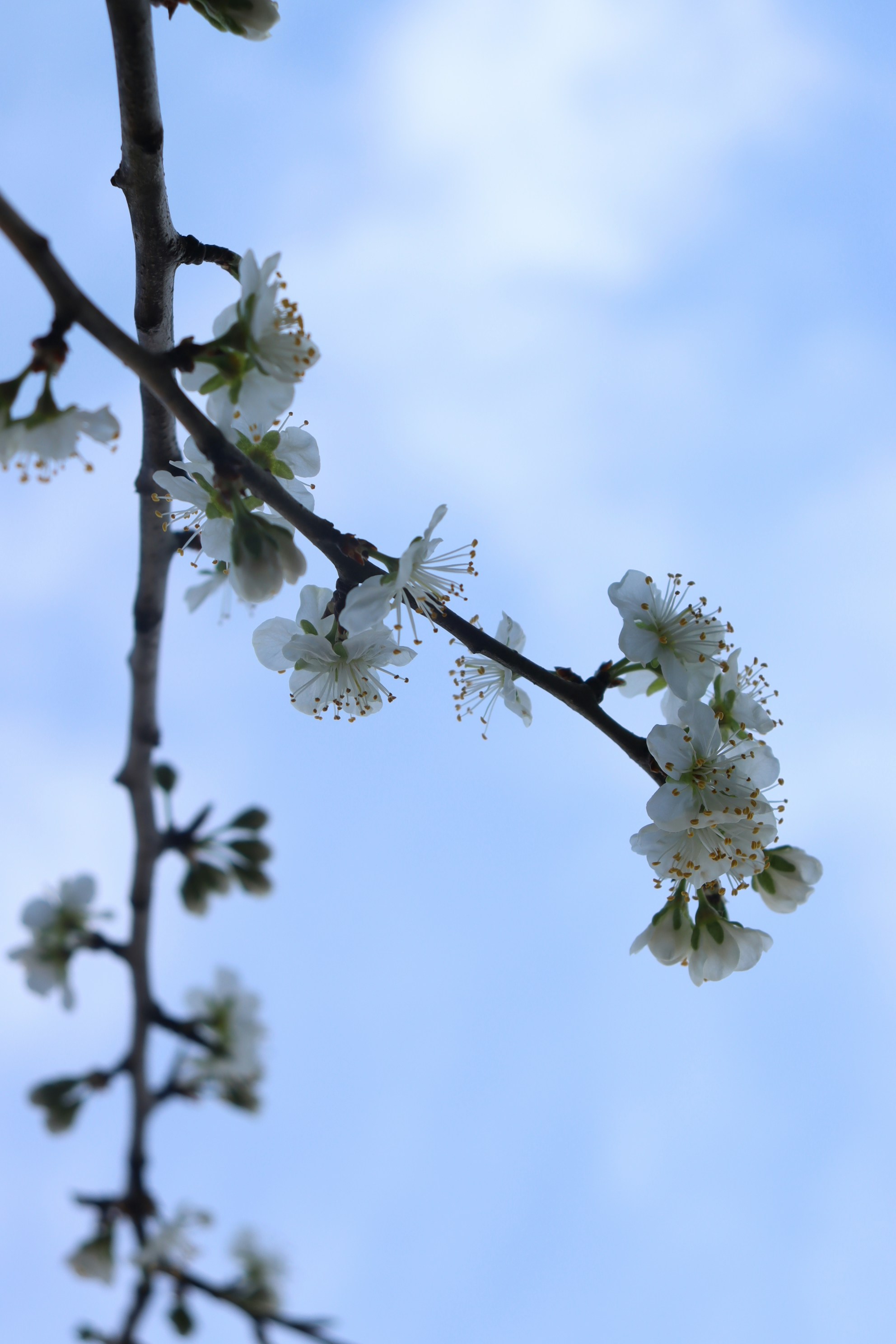 White blossoms tracing a sunlit arc against a clear blue sky