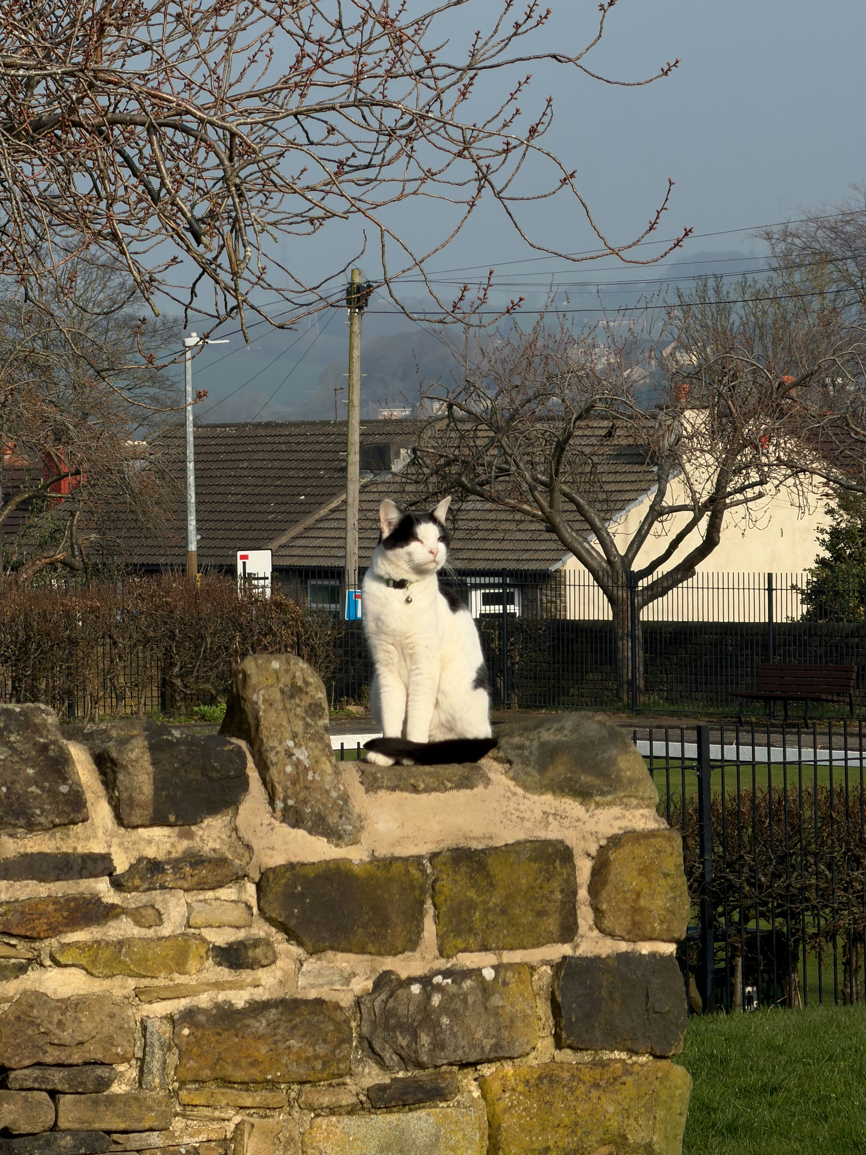 Black-and-White Cat Perched Above a Stone Terrace