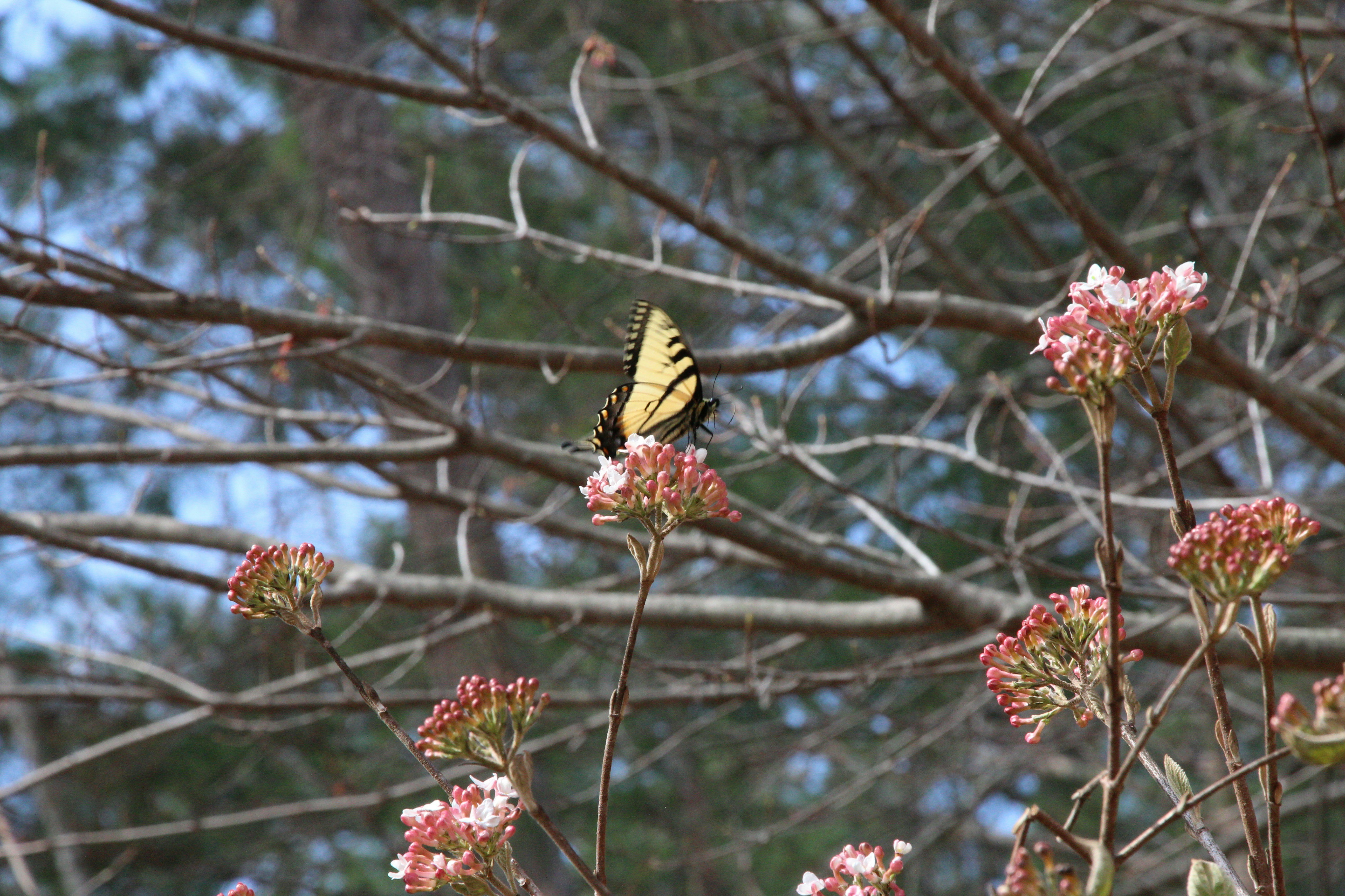 Butterfly on pink blossoms: a quiet moment in spring garden