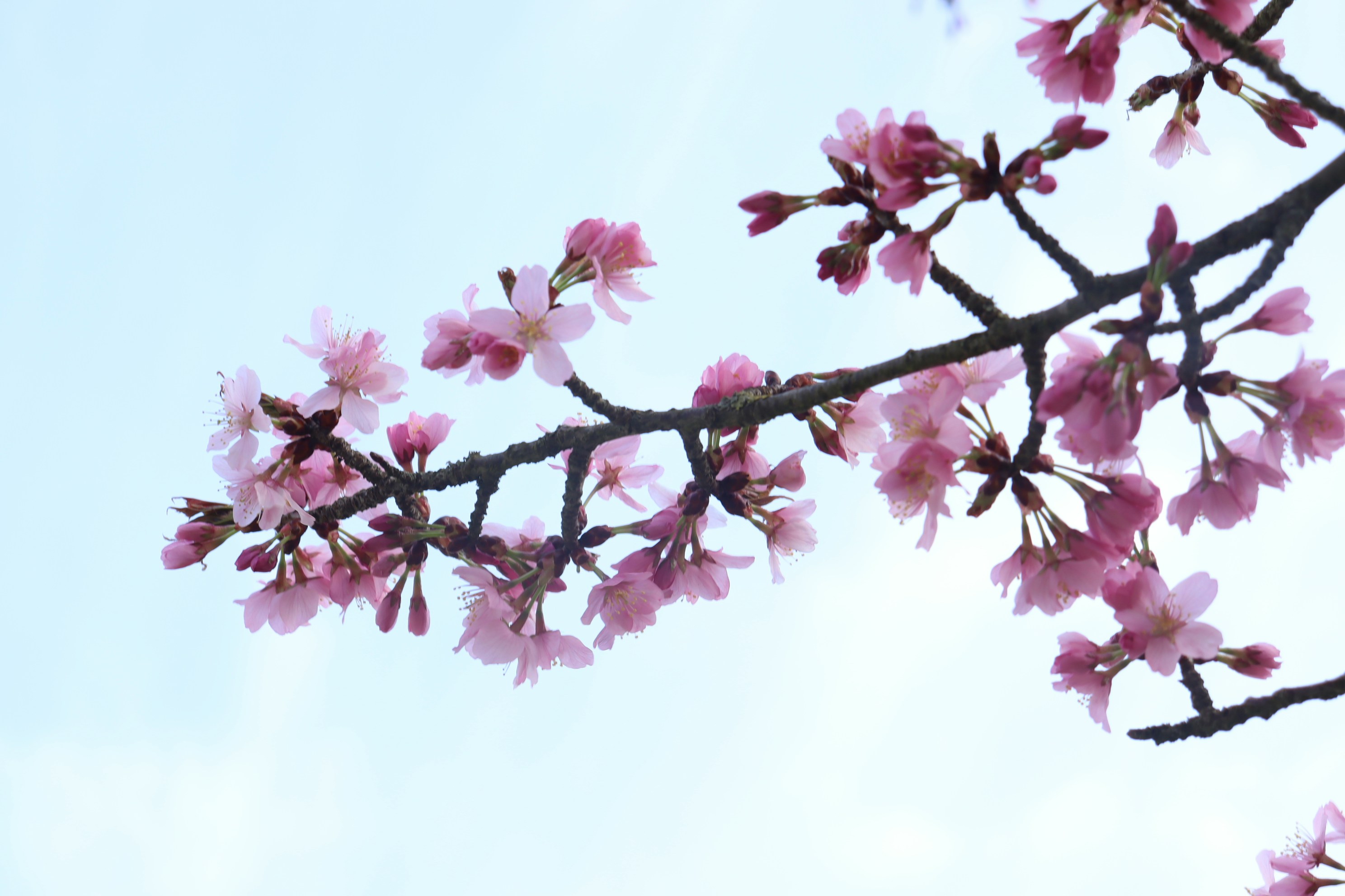 Blossoms in a Sky-Gap: A Cherry Branch in Soft Focus