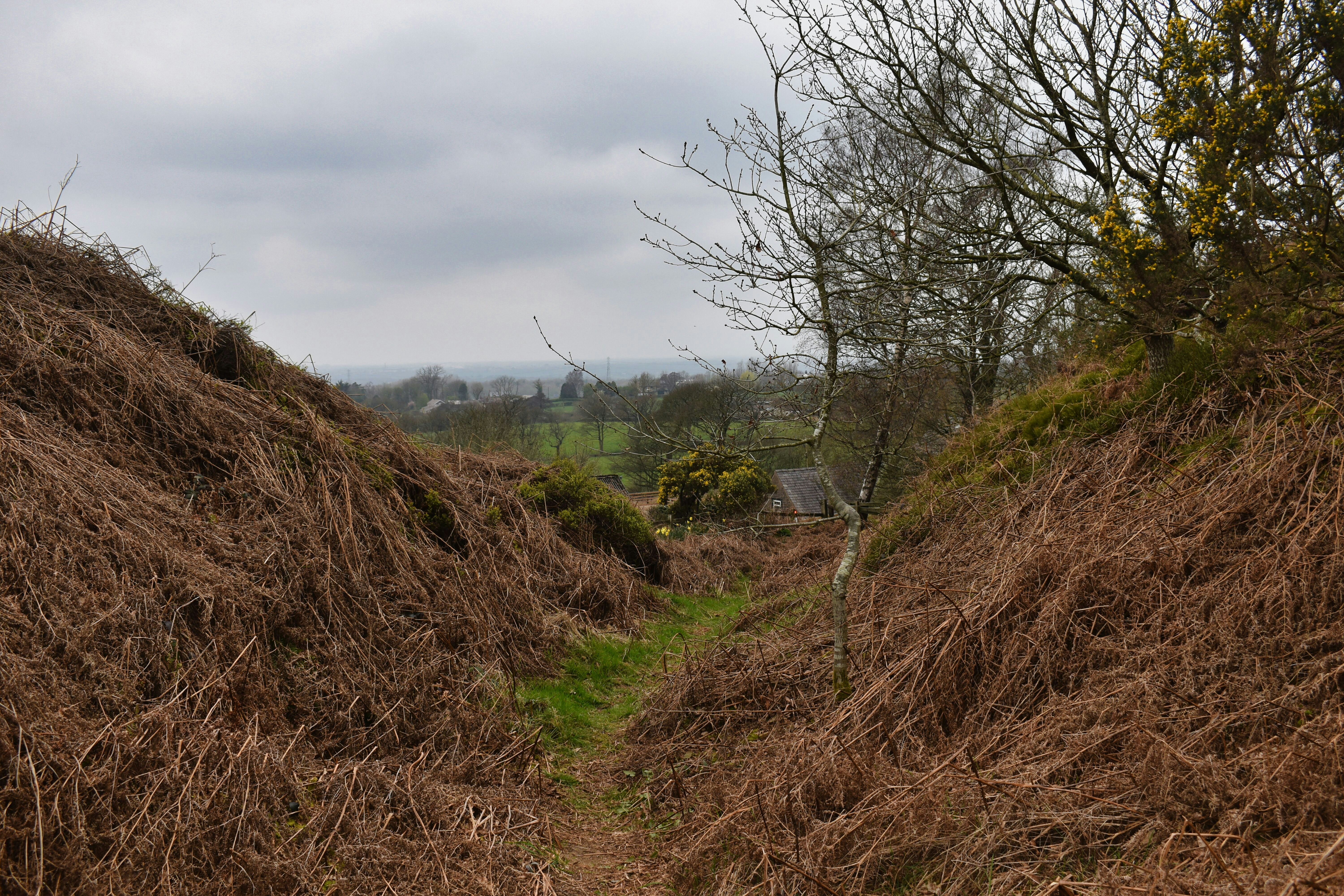 Path Through Winter Bushes: A Narrow Corridor to Distant Fields