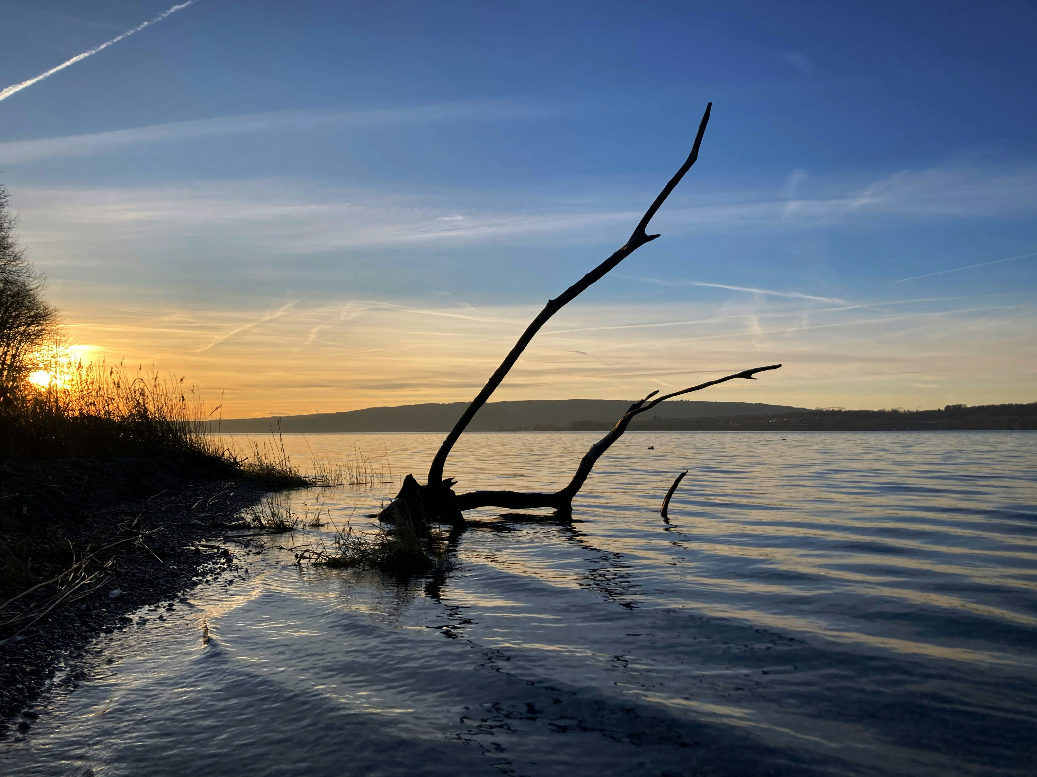 Driftwood Sentinel at Sunset Over Calm Water