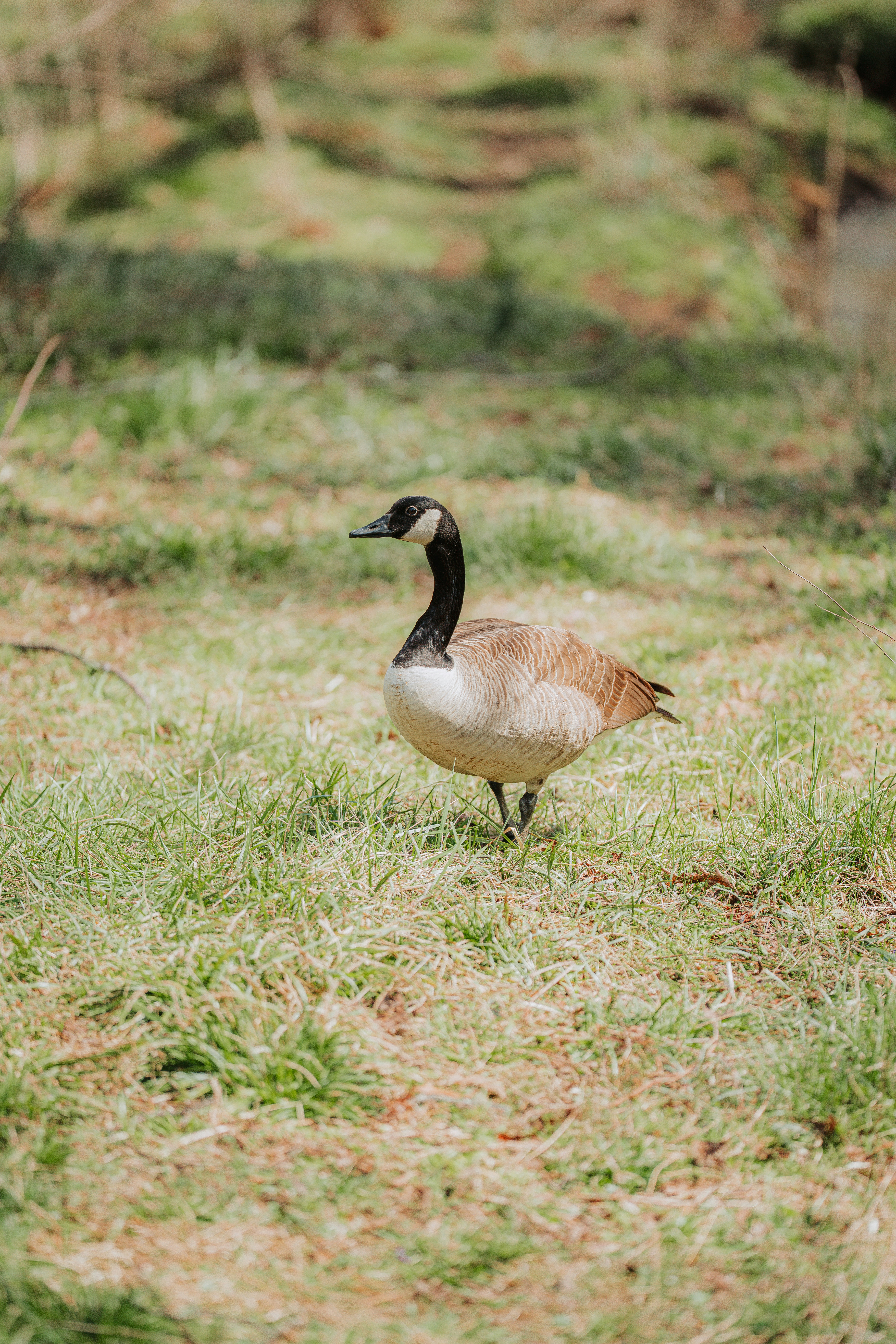 Black-necked Goose Amid Sunlit Grass