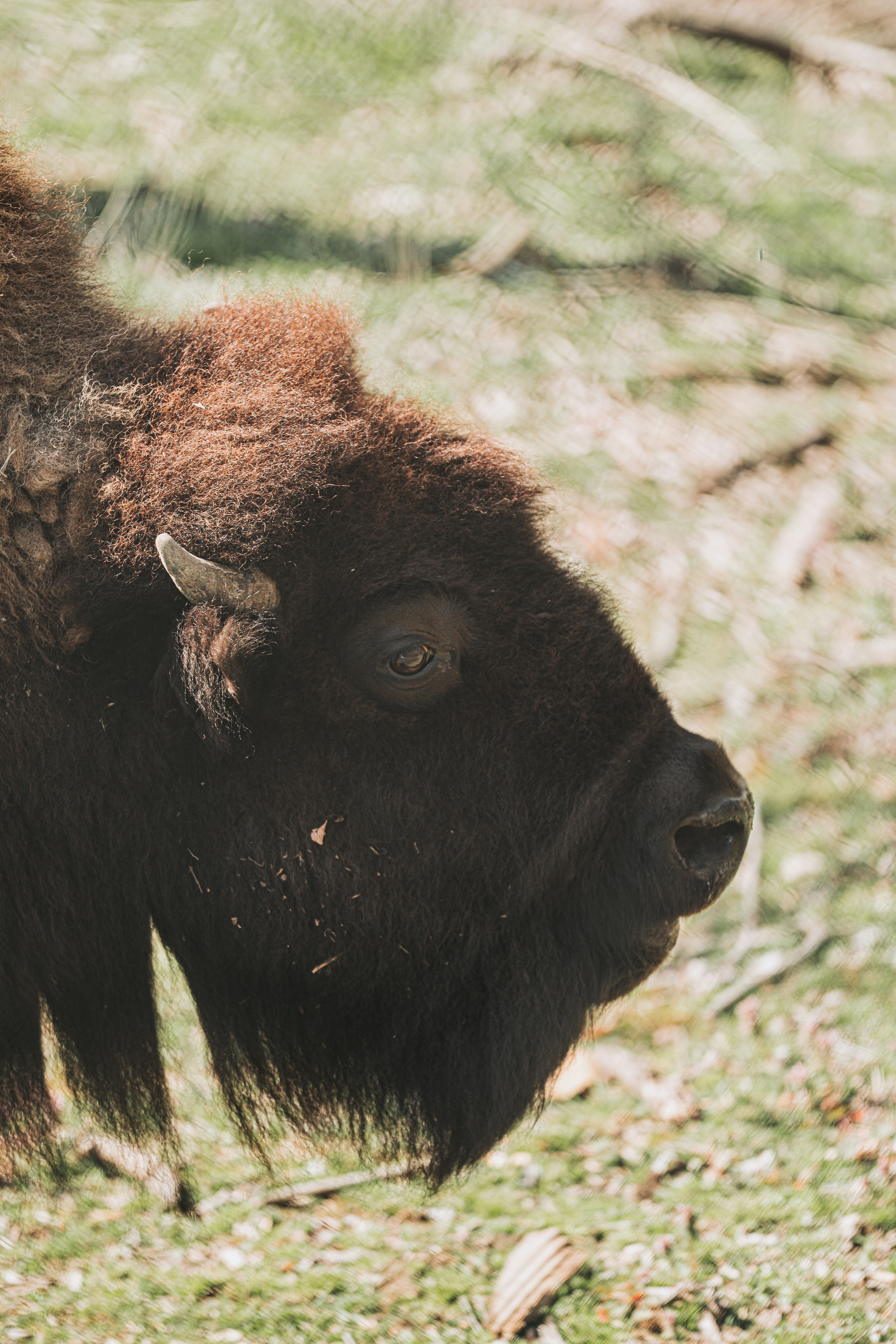 Close-up of a bison's head in sunlight